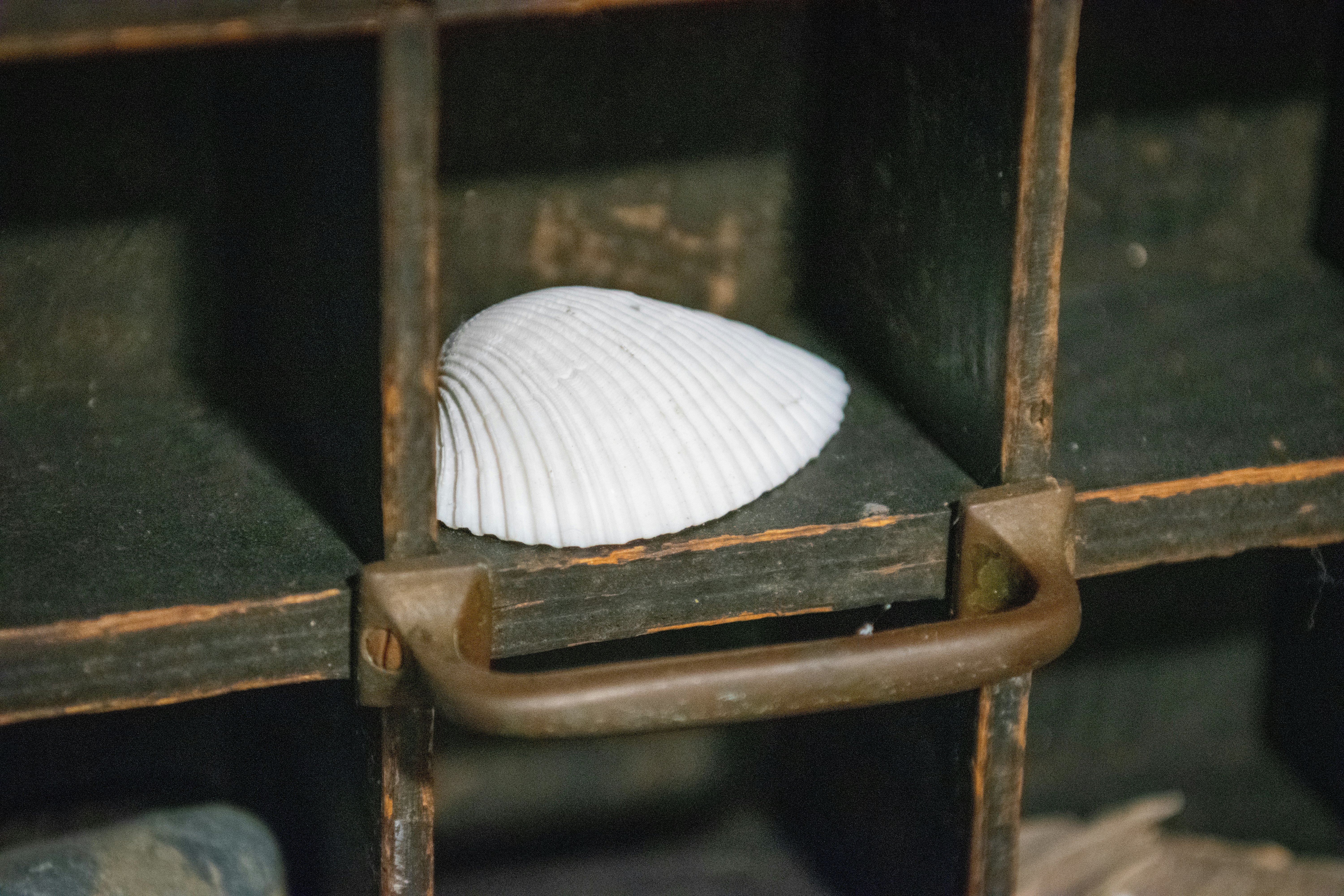 A sea shell sitting on top of a wooden shelf photo – Free Food Image on ...