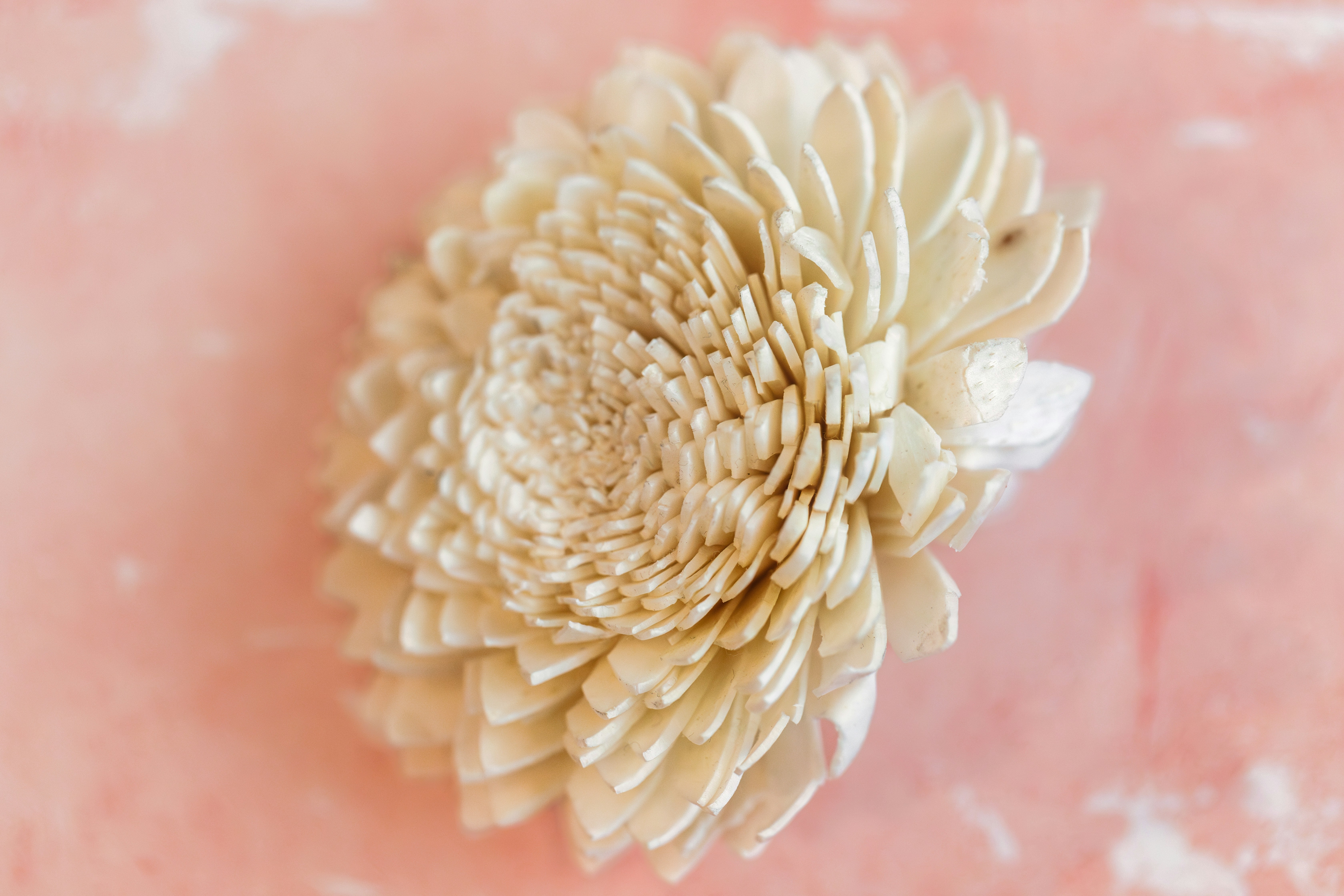 Cream Chrysanthemum Macro: Petal Geometry on a Blush Backdrop