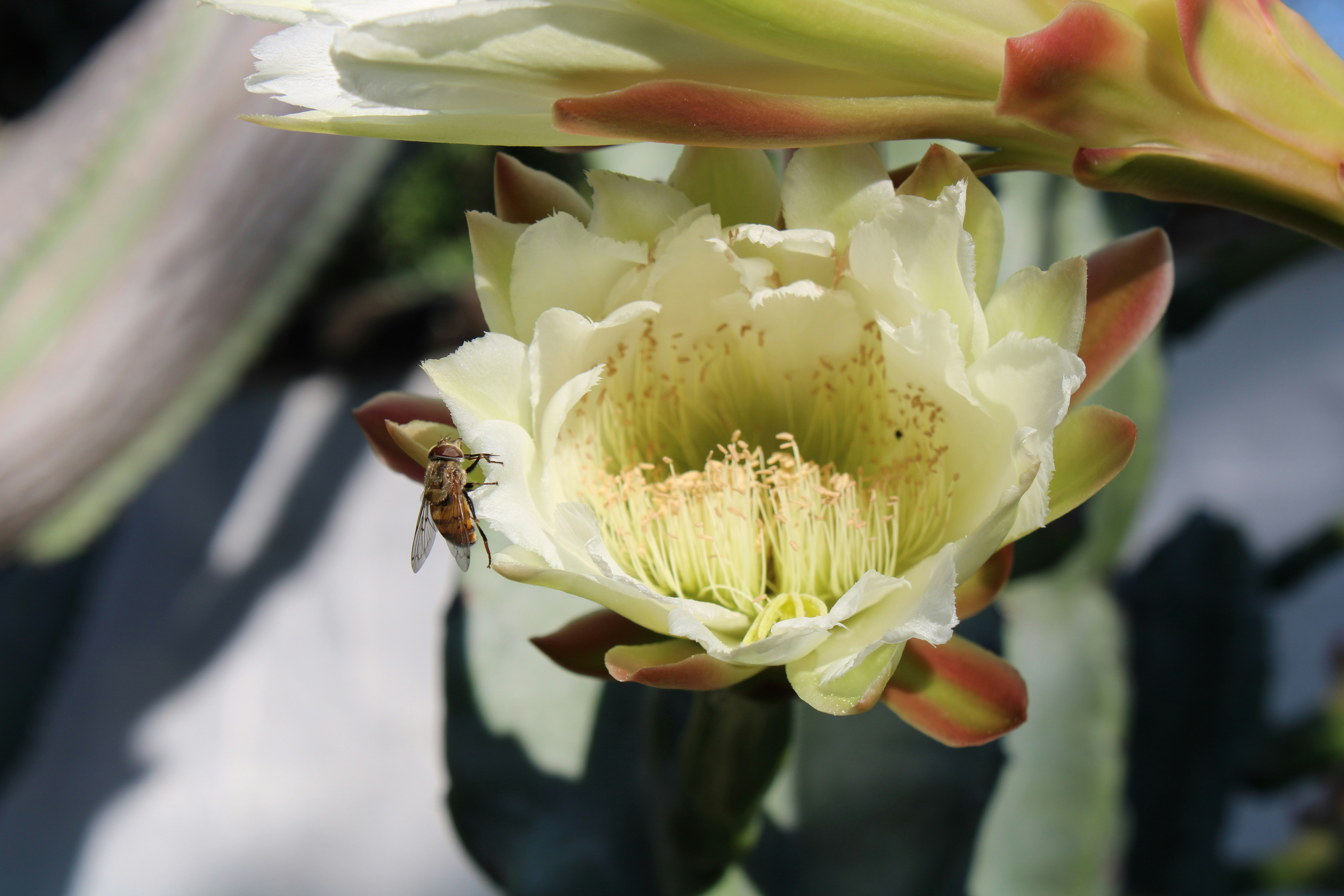 Bee at the Fringed Blossom: A Quiet Moment in Bloom