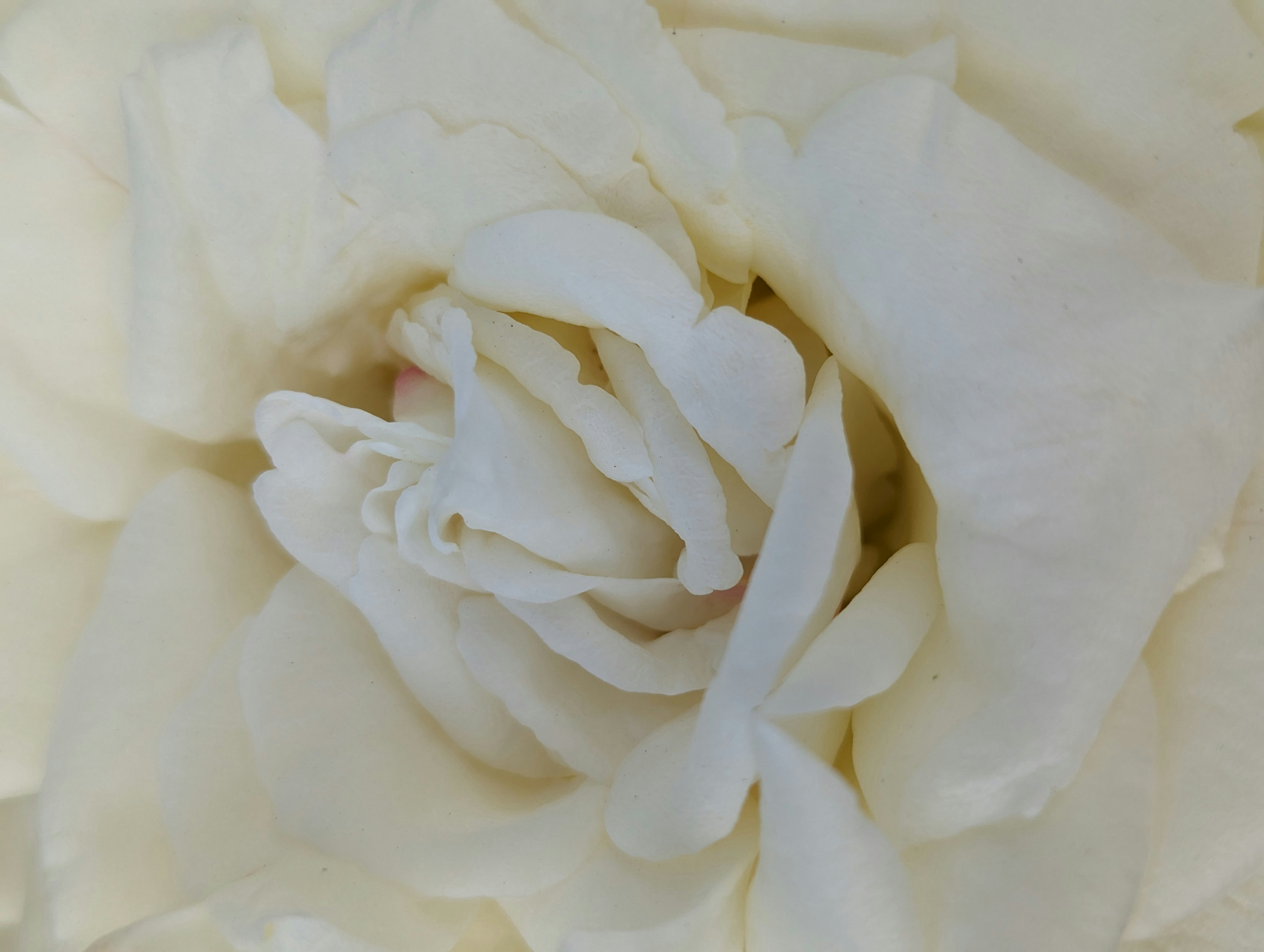 Photo by Vlad Savan with Google Pixel 7