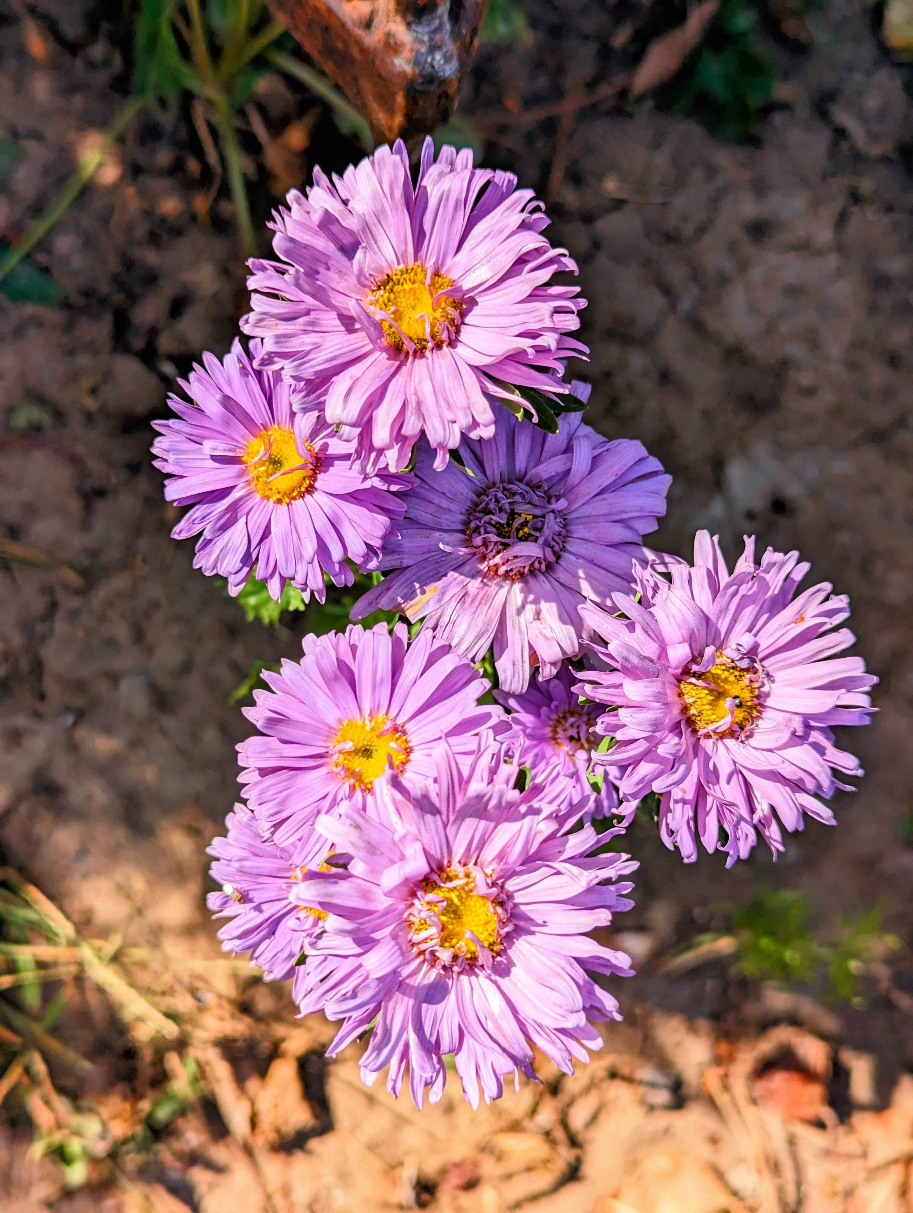 Close-up photograph of a cluster of purple daisies with bright yellow centers, rooted in earthy soil.