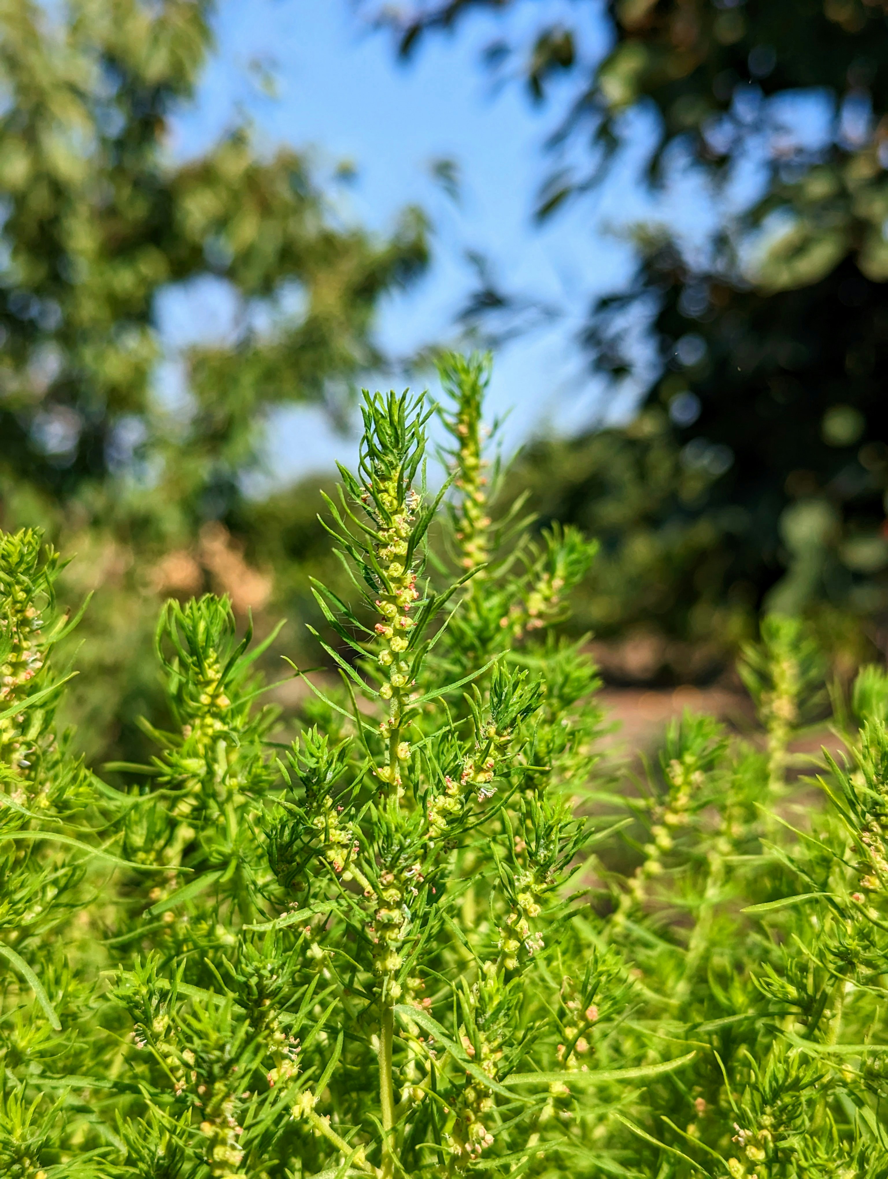 Emerald Sprouts in Sharp Focus: A Sunlit Garden Portrait