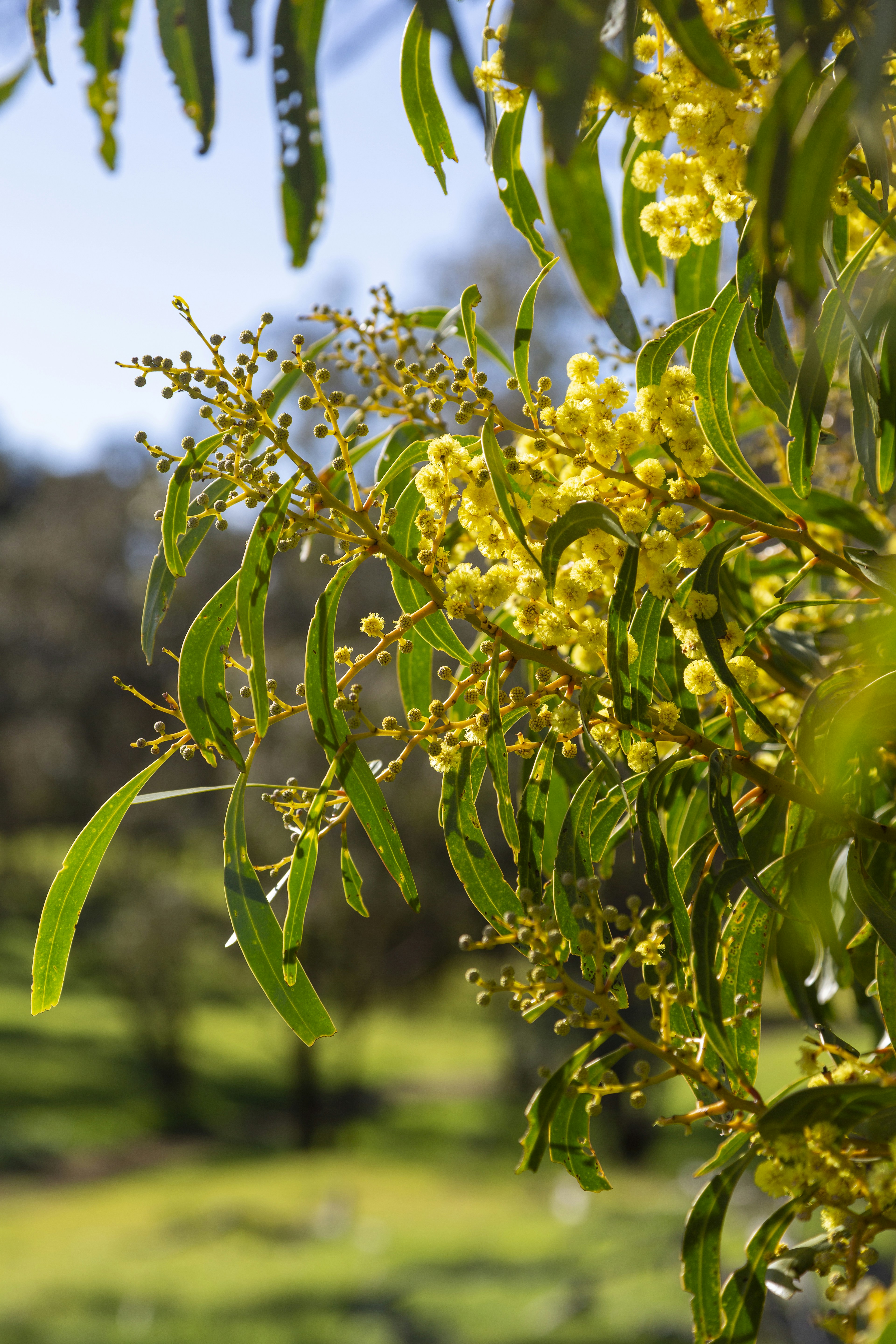 How to Prune a Mimosa Tree Video