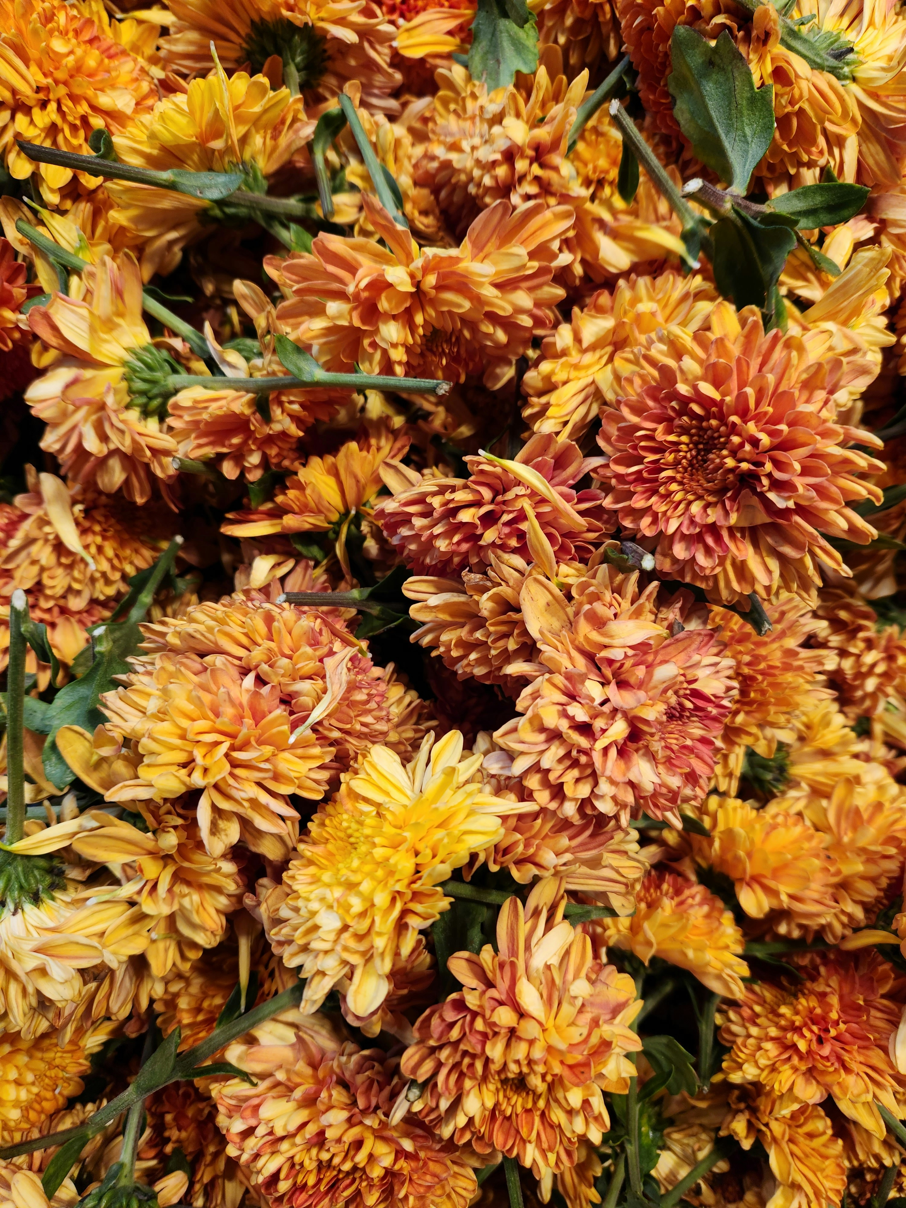 Close-up photograph of densely packed orange chrysanthemums with layered petals filling the frame, emphasizing autumn tones and green stems.