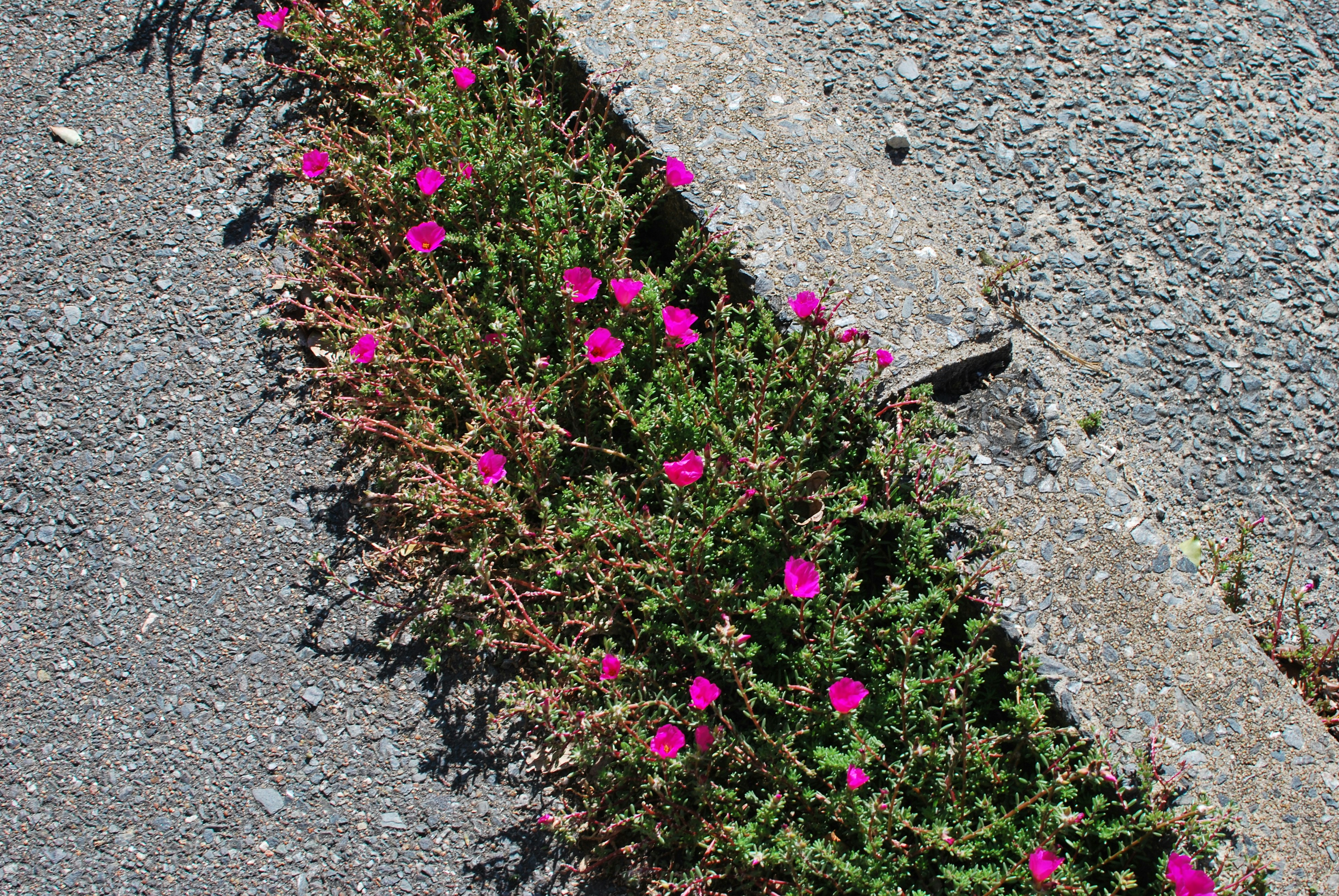 Crackside Bloom: Magenta flowers along sunlit pavement