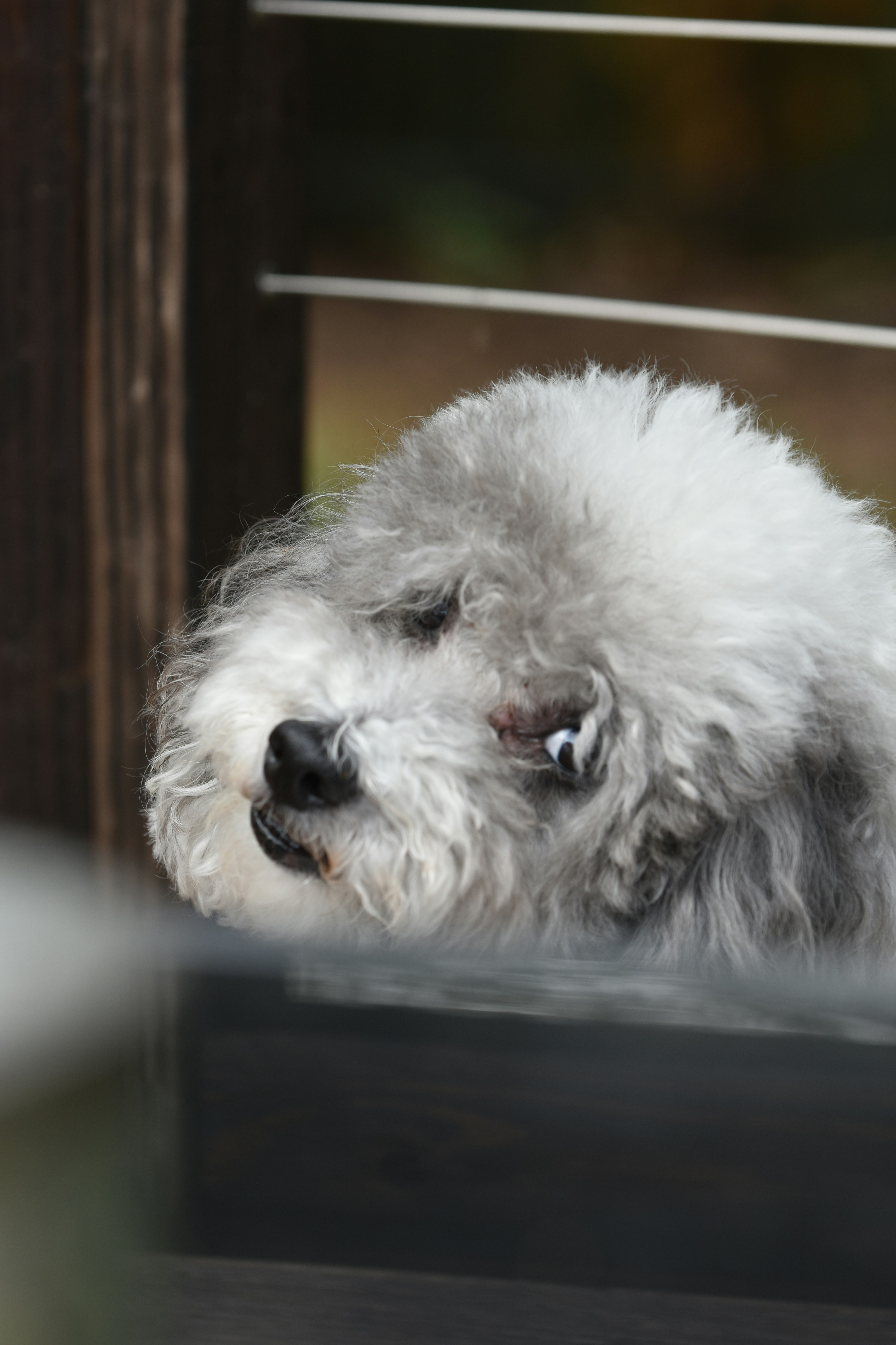 A small white dog laying on top of a window sill photo – Free Pet Image ...