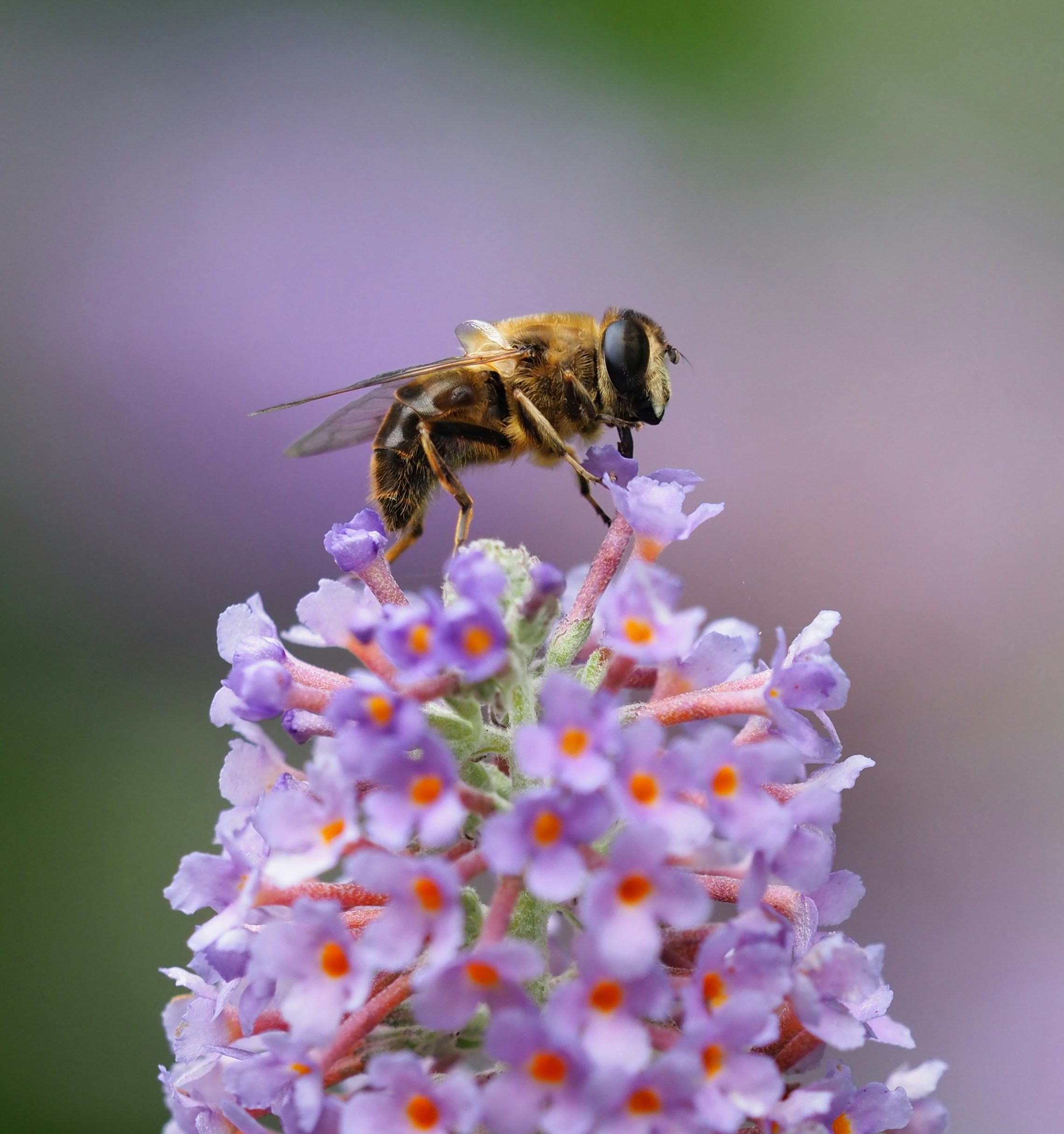A honeybee delicately perched on a cluster of vibrant purple flowers, showcasing the intricate details of its body and the floral structure. The soft background enhances the focus on this essential pollinator.