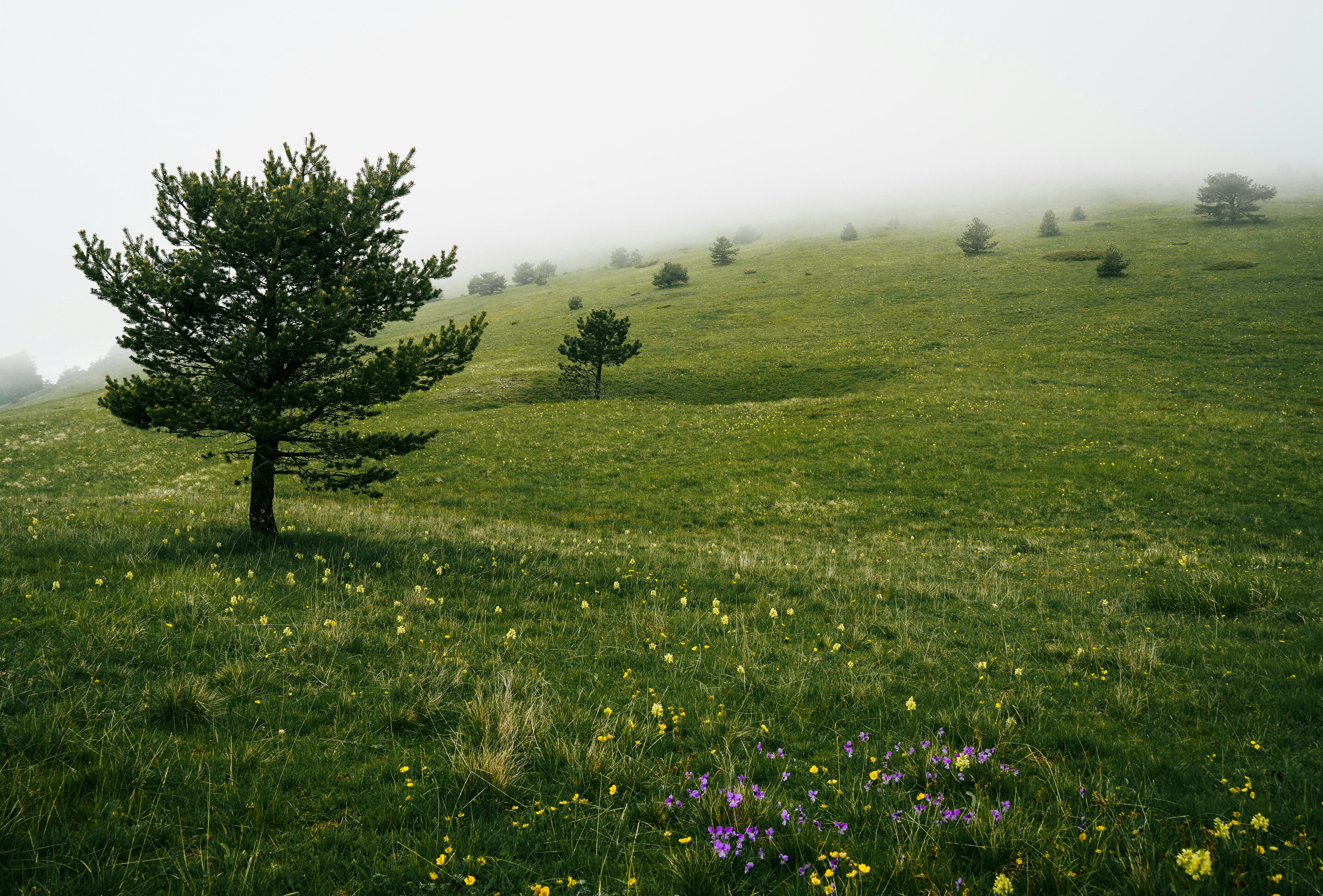 Flowers in mysetrious plains in Vercors, France.