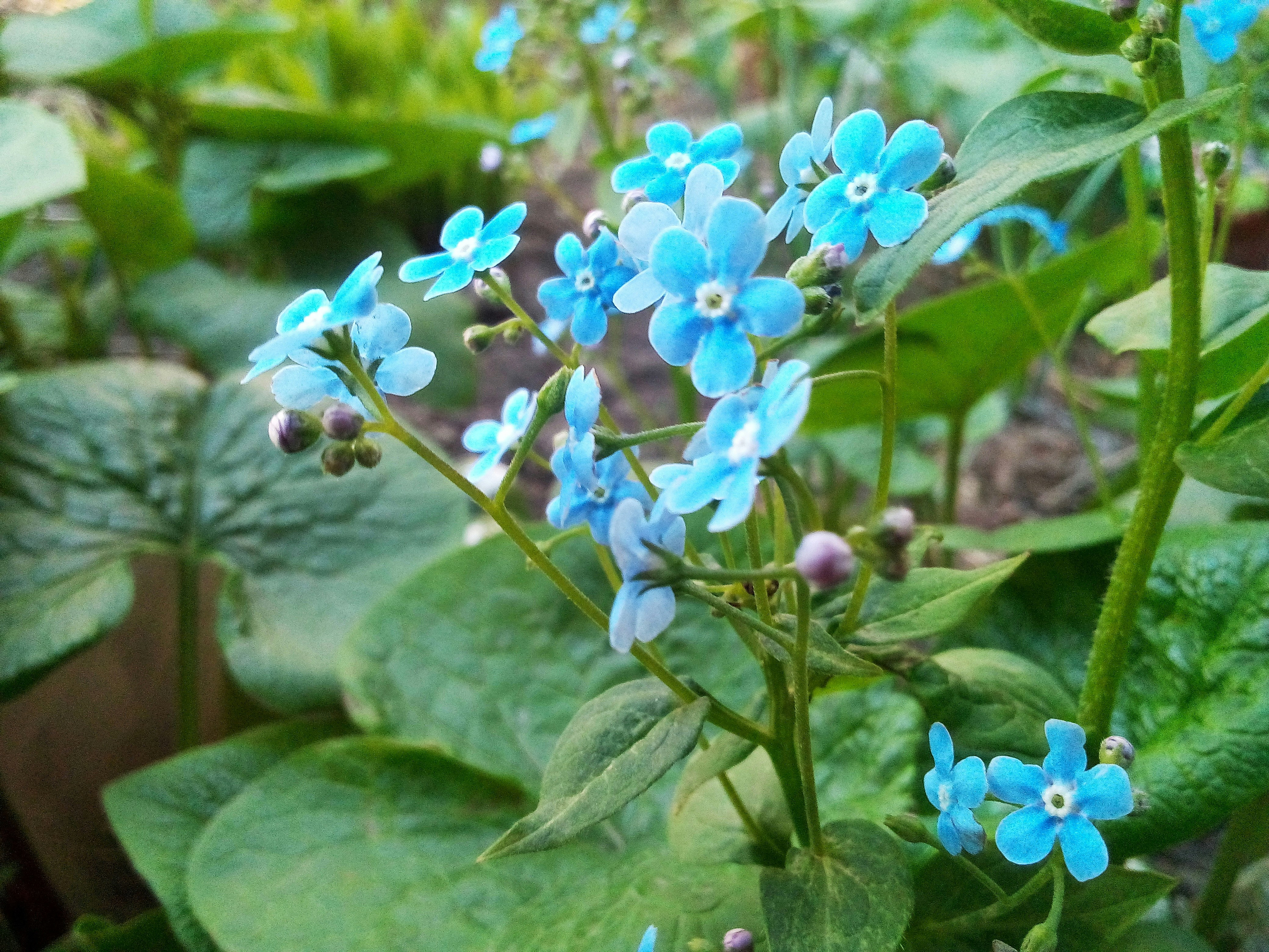 Blue forget-me-nots cluster amid green leaves in a sunlit garden, captured in close focus.