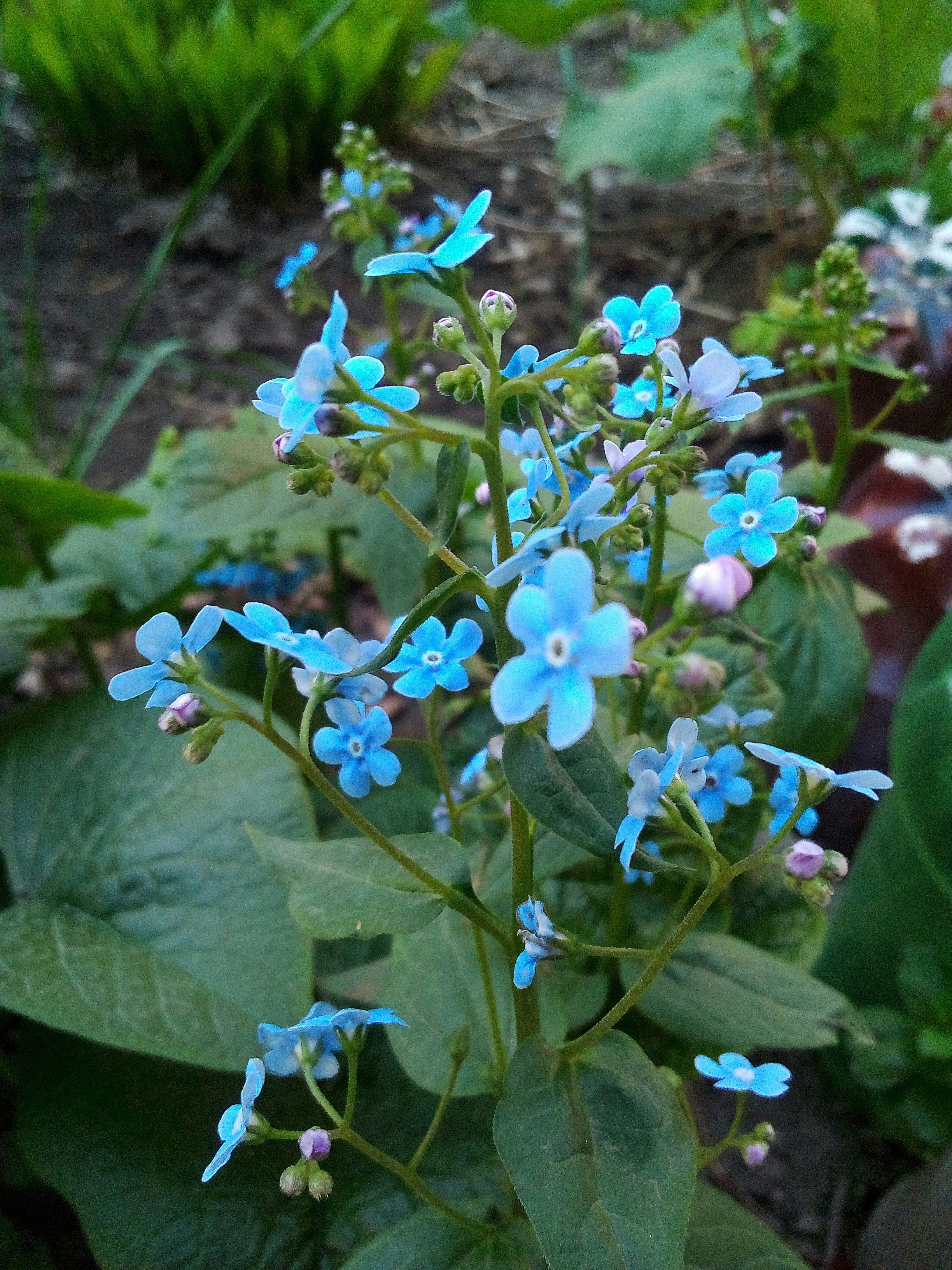 Azure Blooms: Cluster of Forget-Me-Not Flowers in a Garden Bed