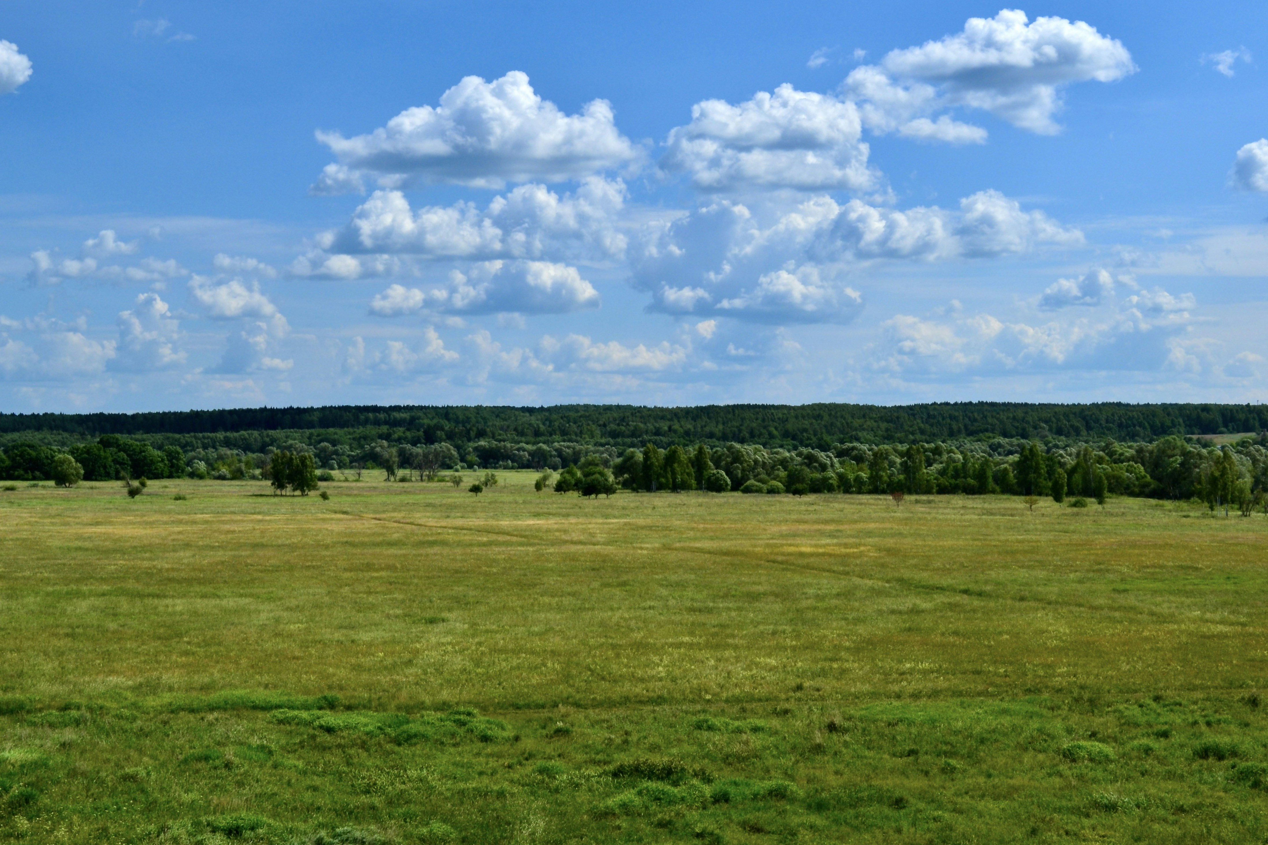 A large open field with trees in the distance photo – Free Russia Image ...
