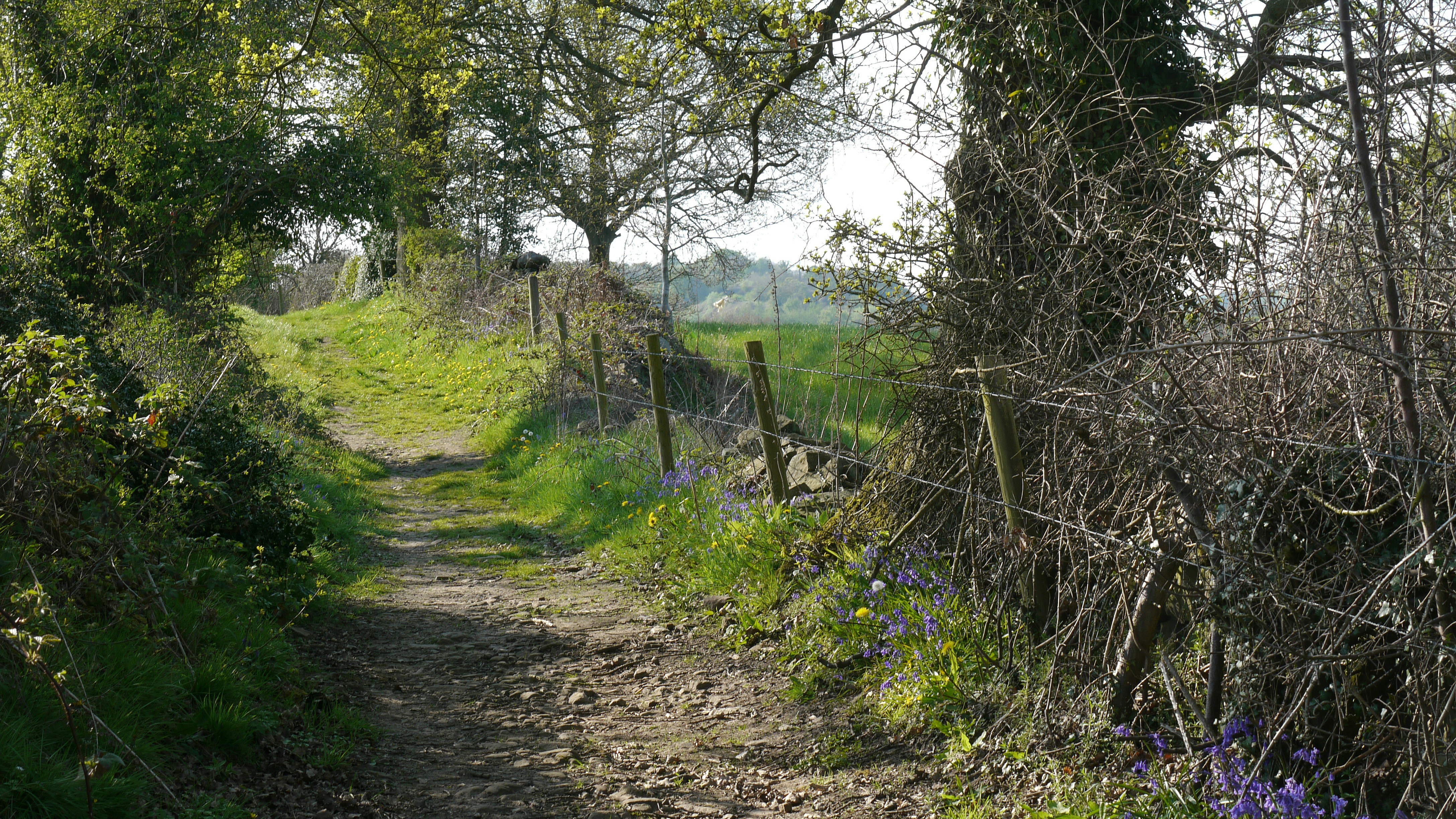 This is the end of an old field road now just used to move cattle from one grazing area to another.