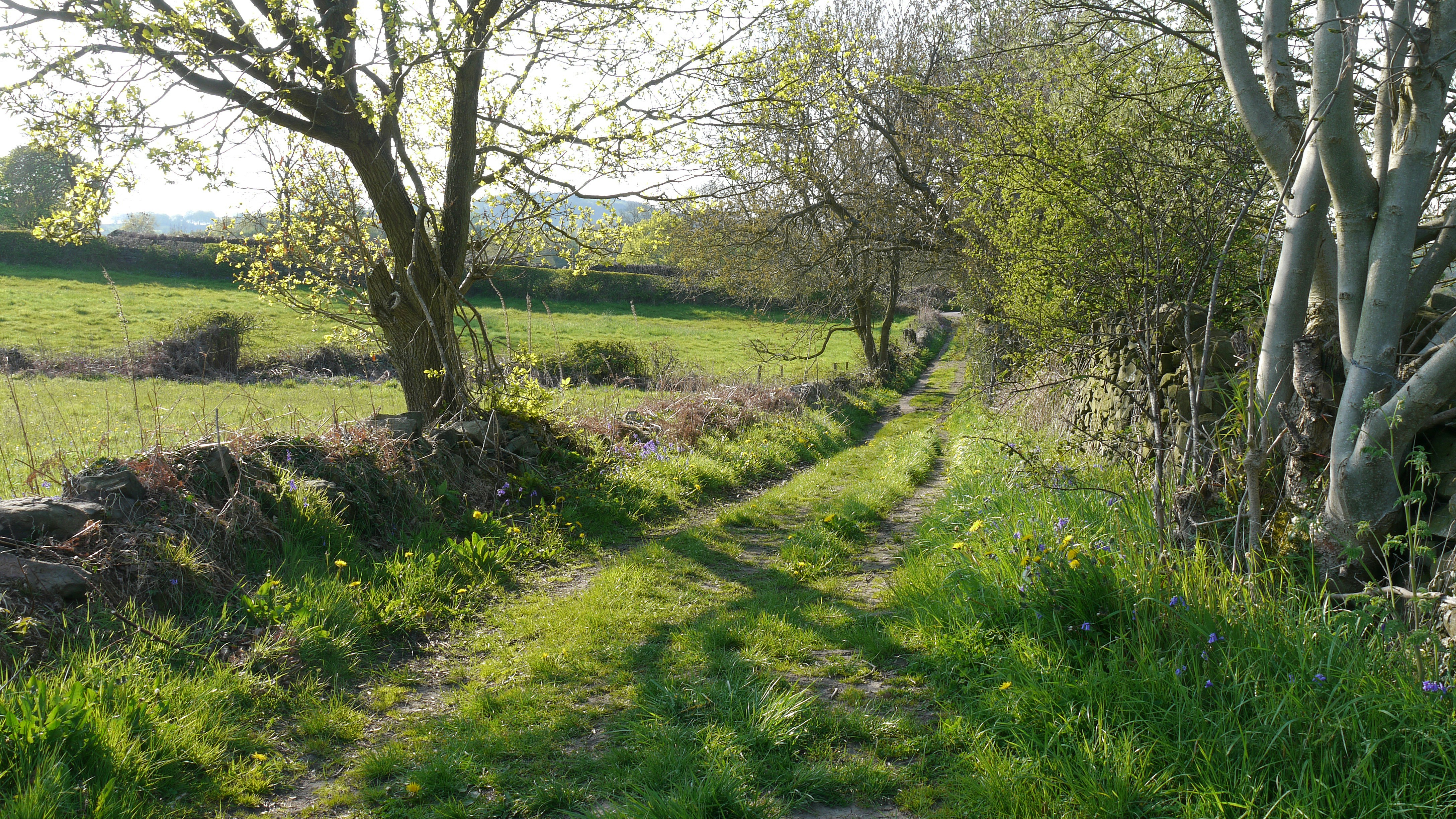 A field road leading out onto a surfaced lane very busy at harvest and sowing times but otherwise left to its own devices.