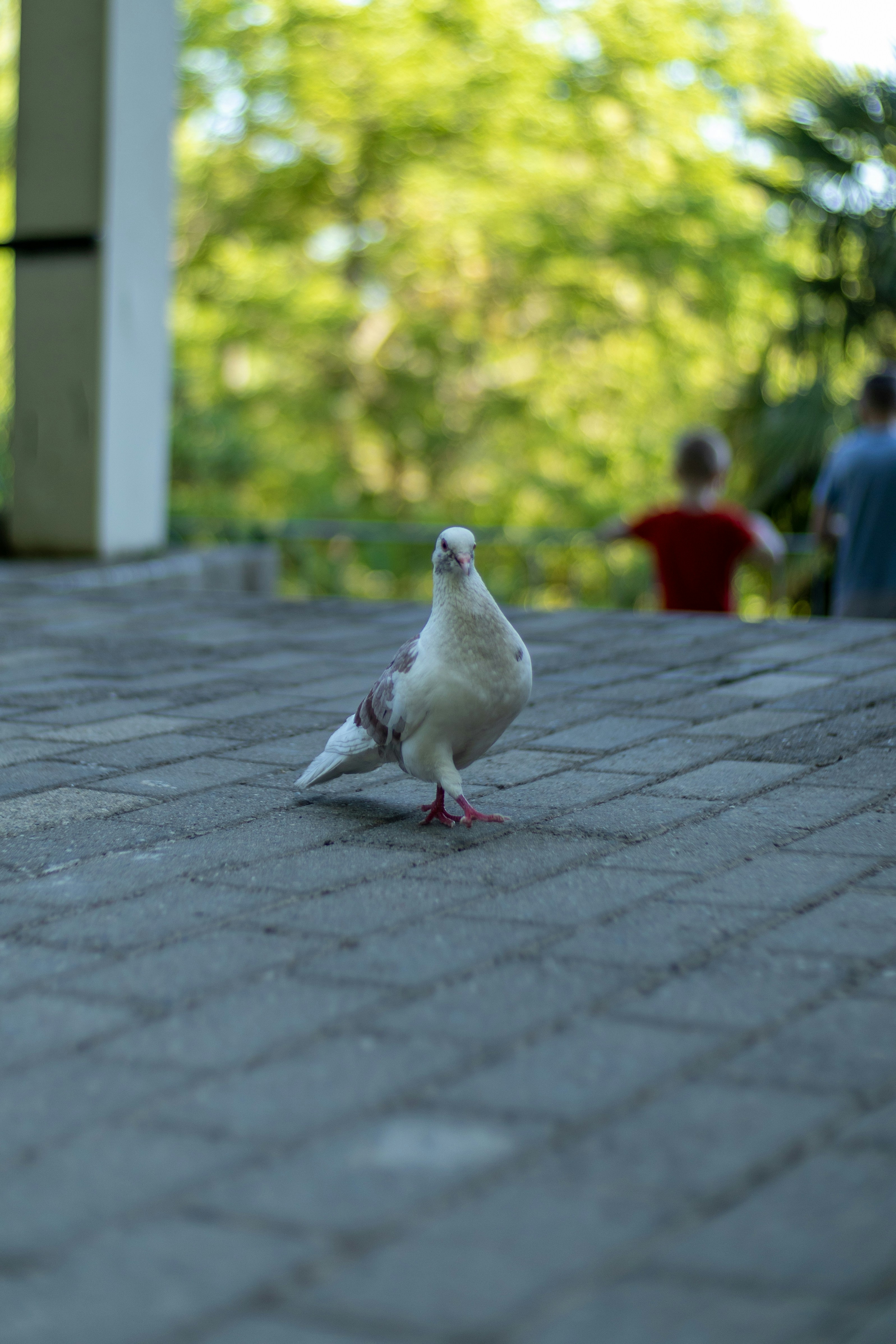 Pigeon on a Checkerboard Stage: A Quiet Plaza Moment