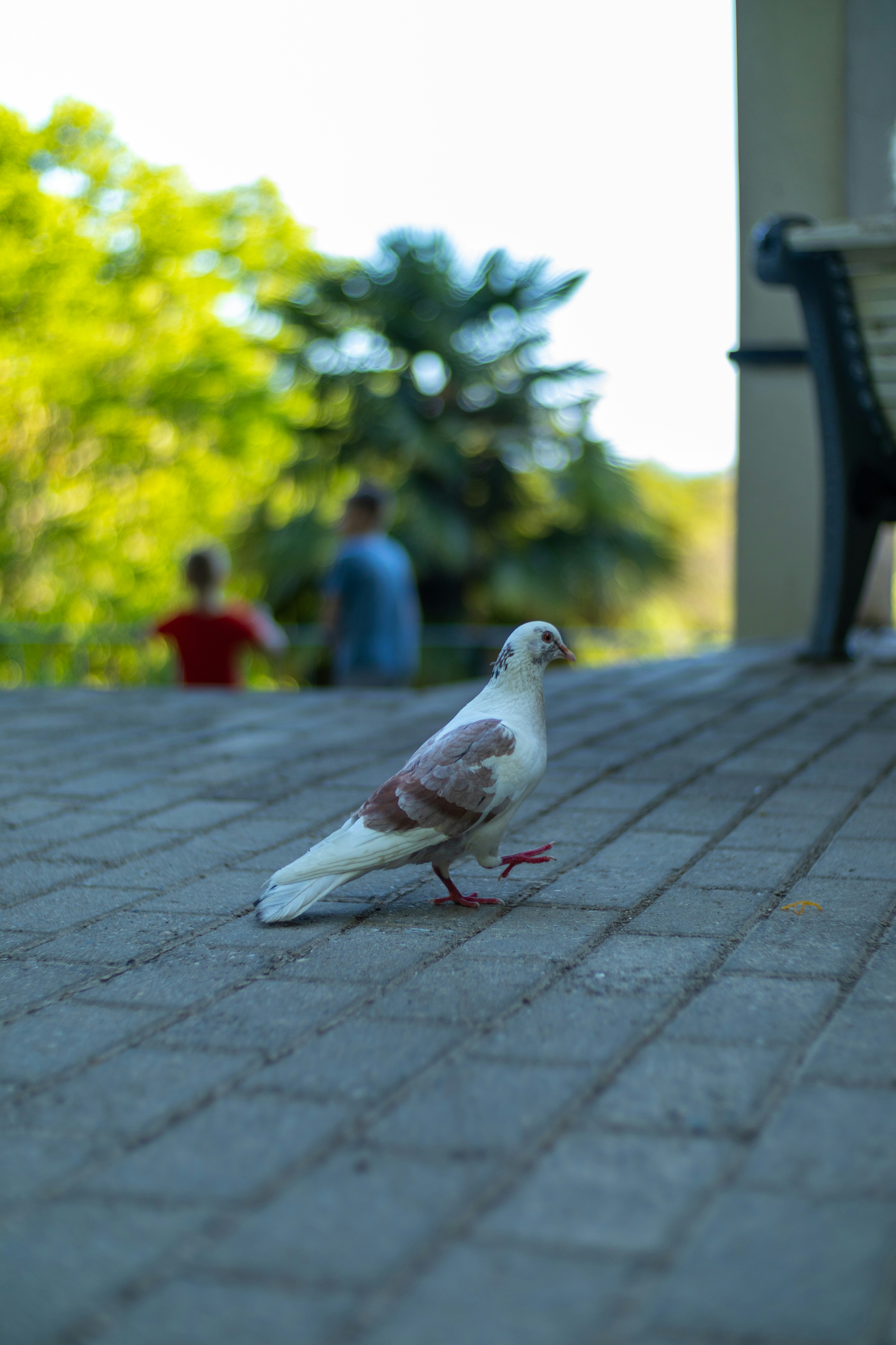 Ground-level gaze: a pigeon foreground on sunlit steps with distant parkgoers