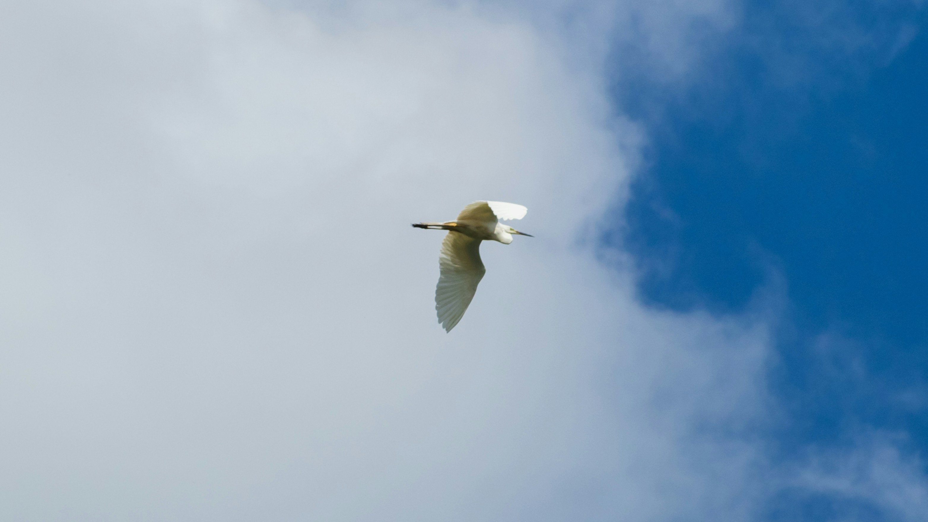 Soaring Snowy Egret Against a Two-Tone Sky