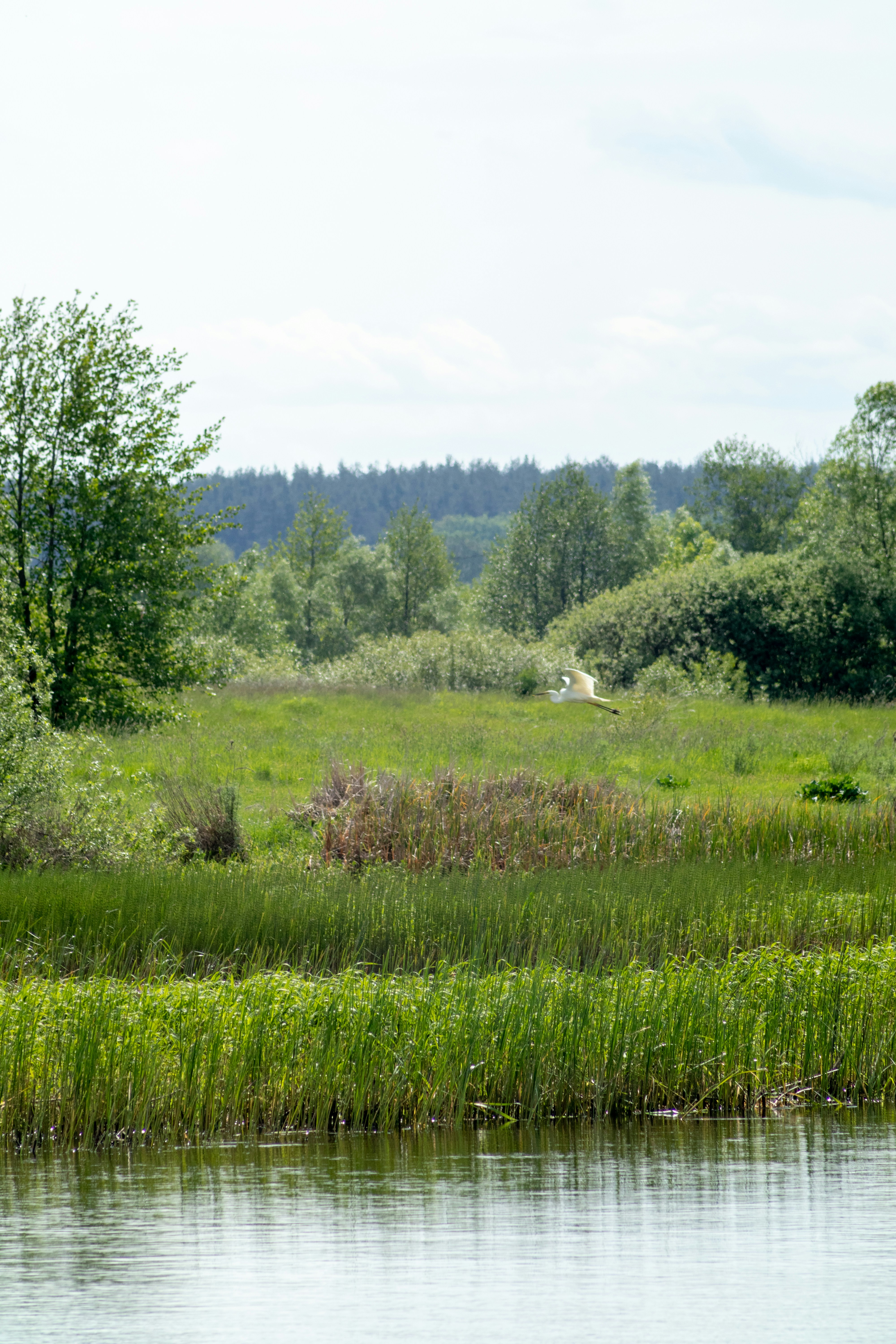 Egret in Flight Over a Reed-Fringed Marsh
