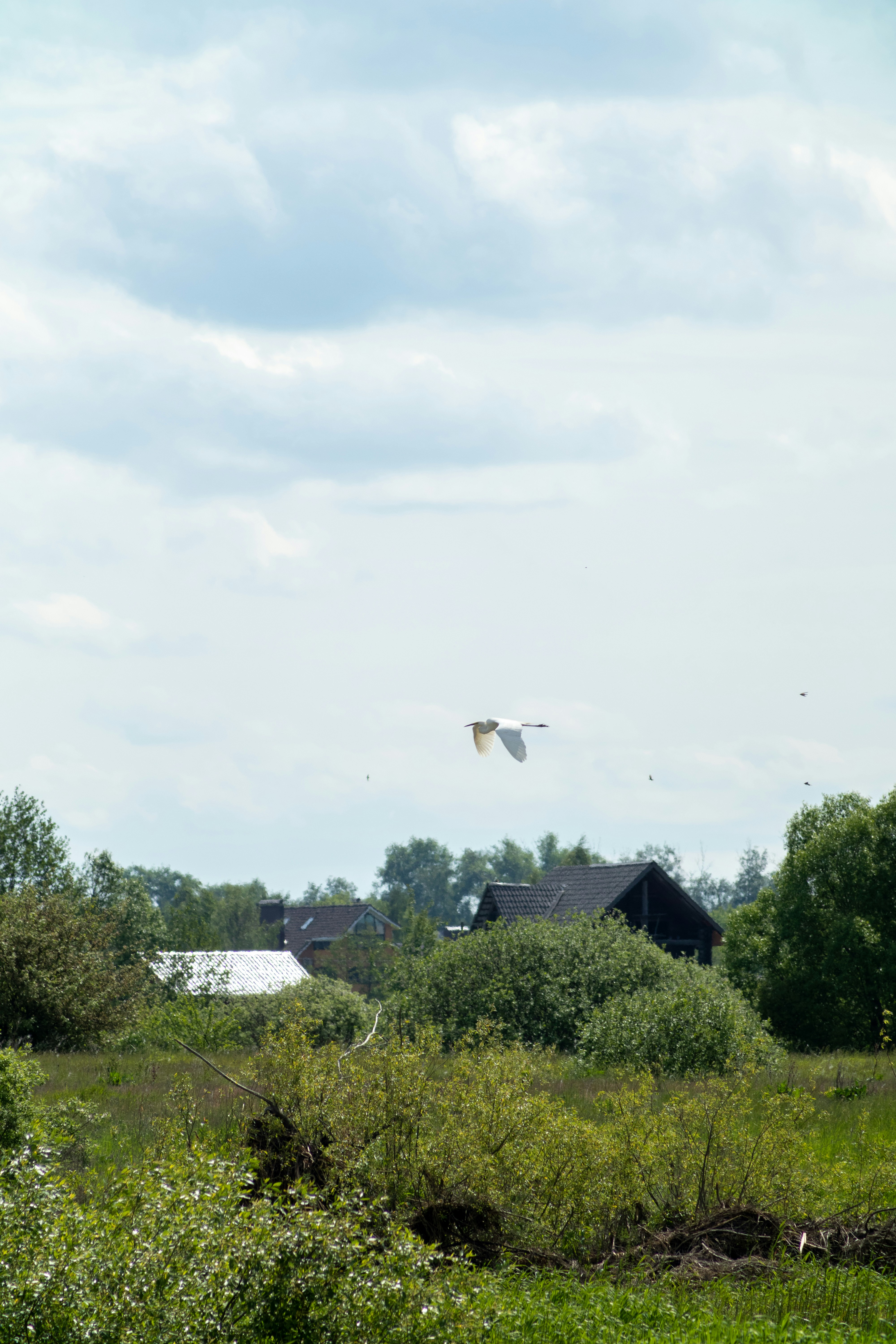 Egret in Flight Over a Quiet Rural Marsh Under a Cloudy Sky
