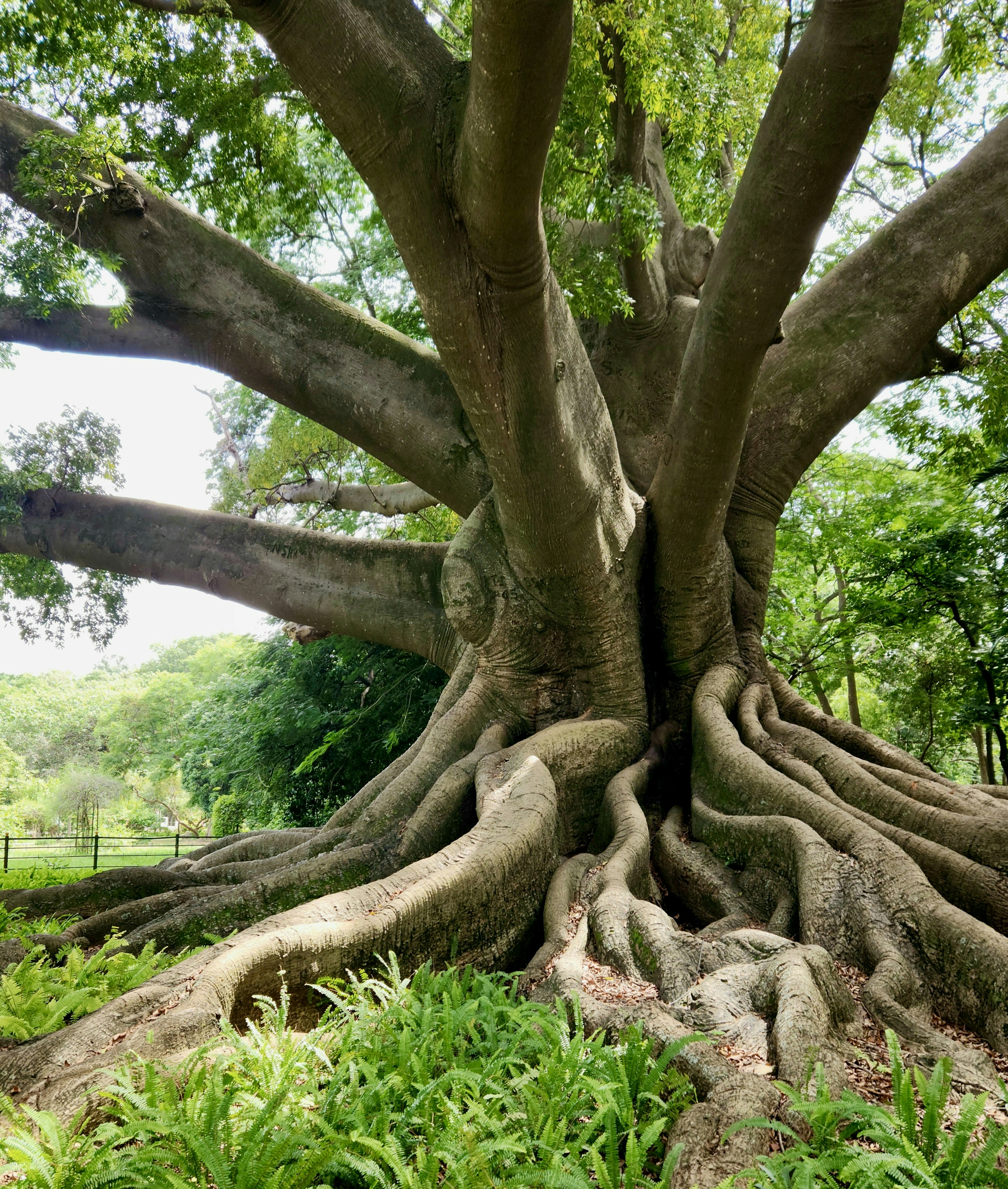 A sprawling tree with intricate roots and a lush green backdrop, showcasing the beauty of nature's resilience.