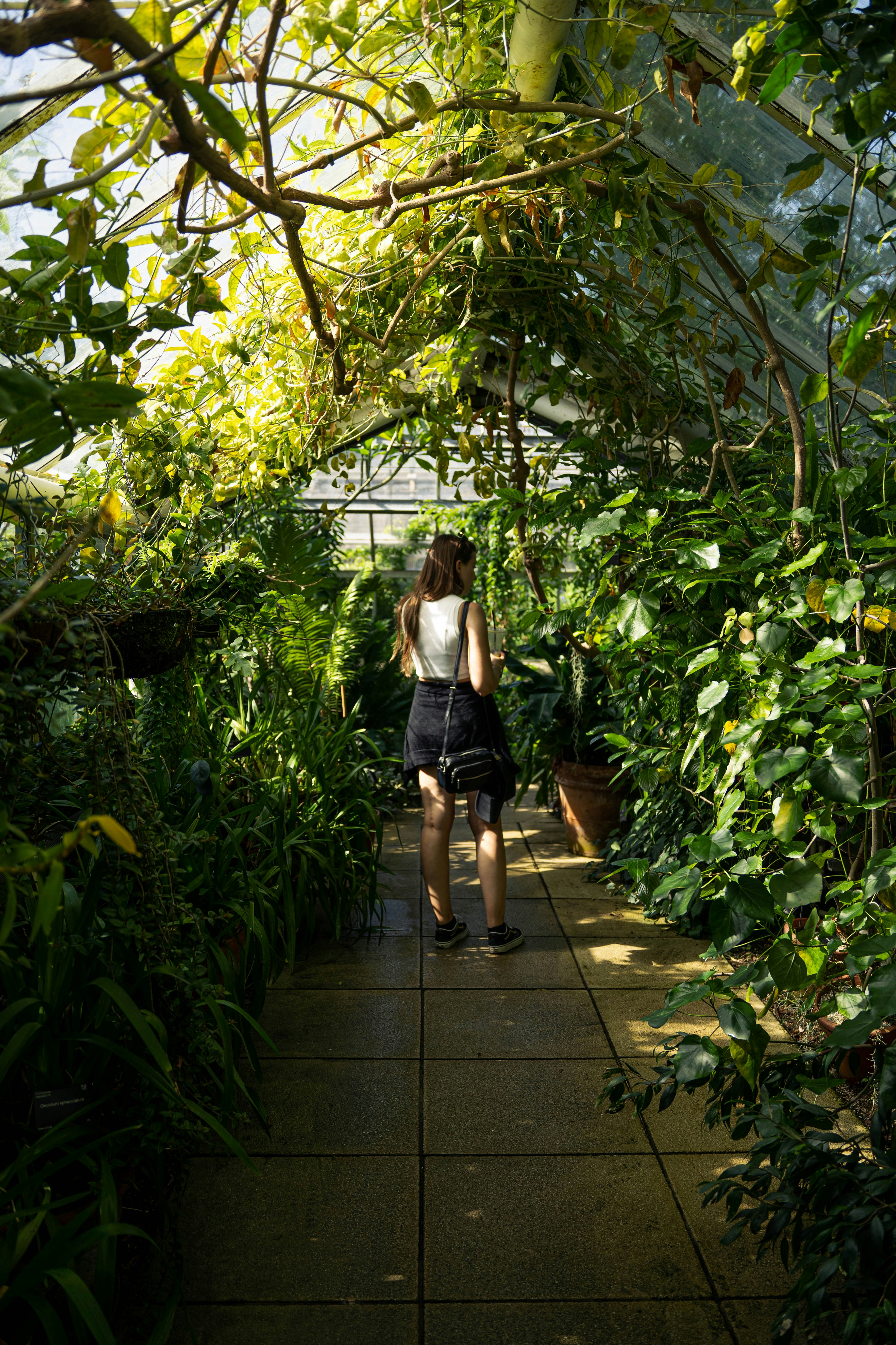 Sunlit Corridor Through a Living Greenhouse: Woman Walking the Verdant Path