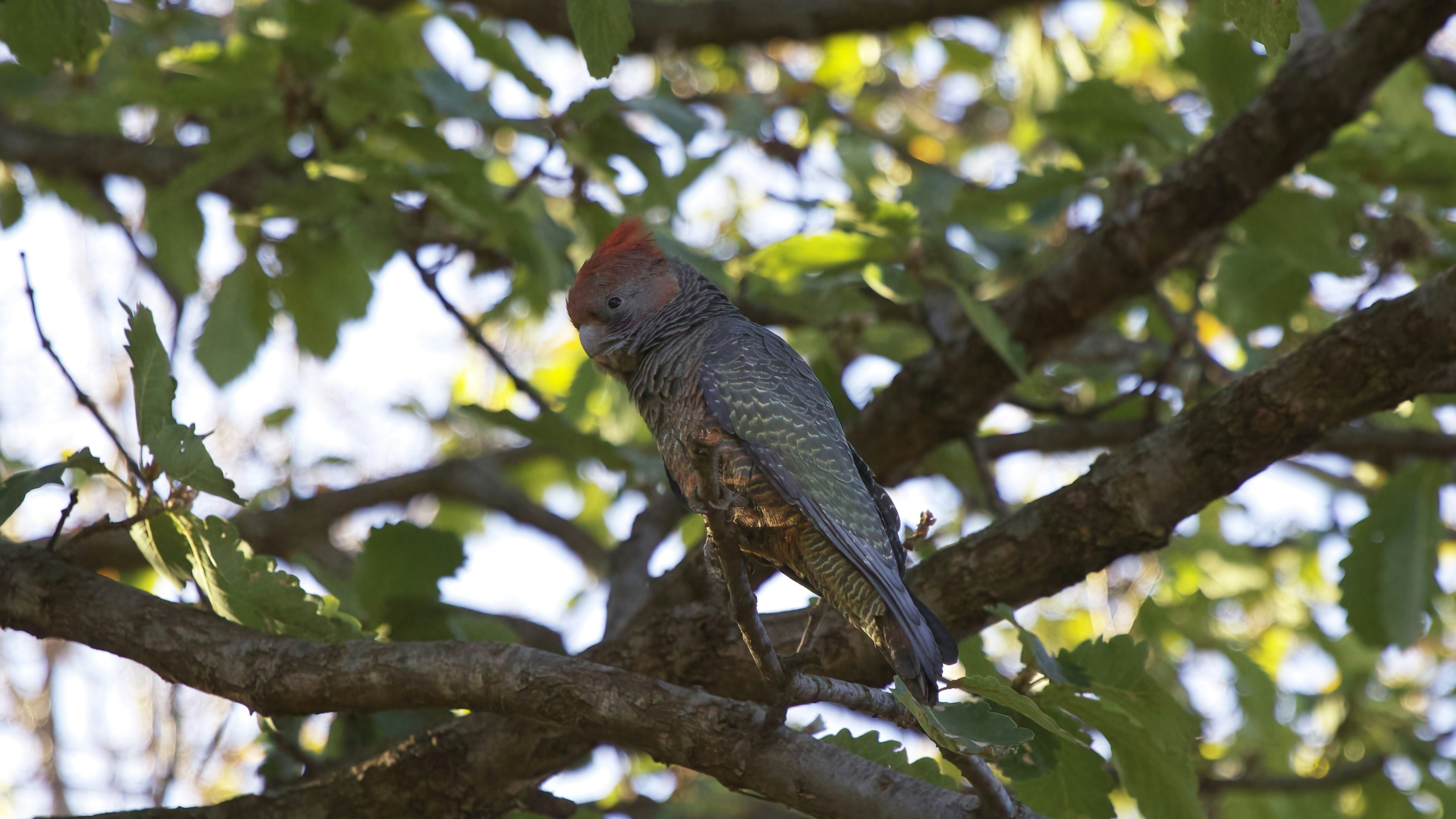 Verdant Perch: A Red-headed Lorikeet Balancing on a Sunlit Branch