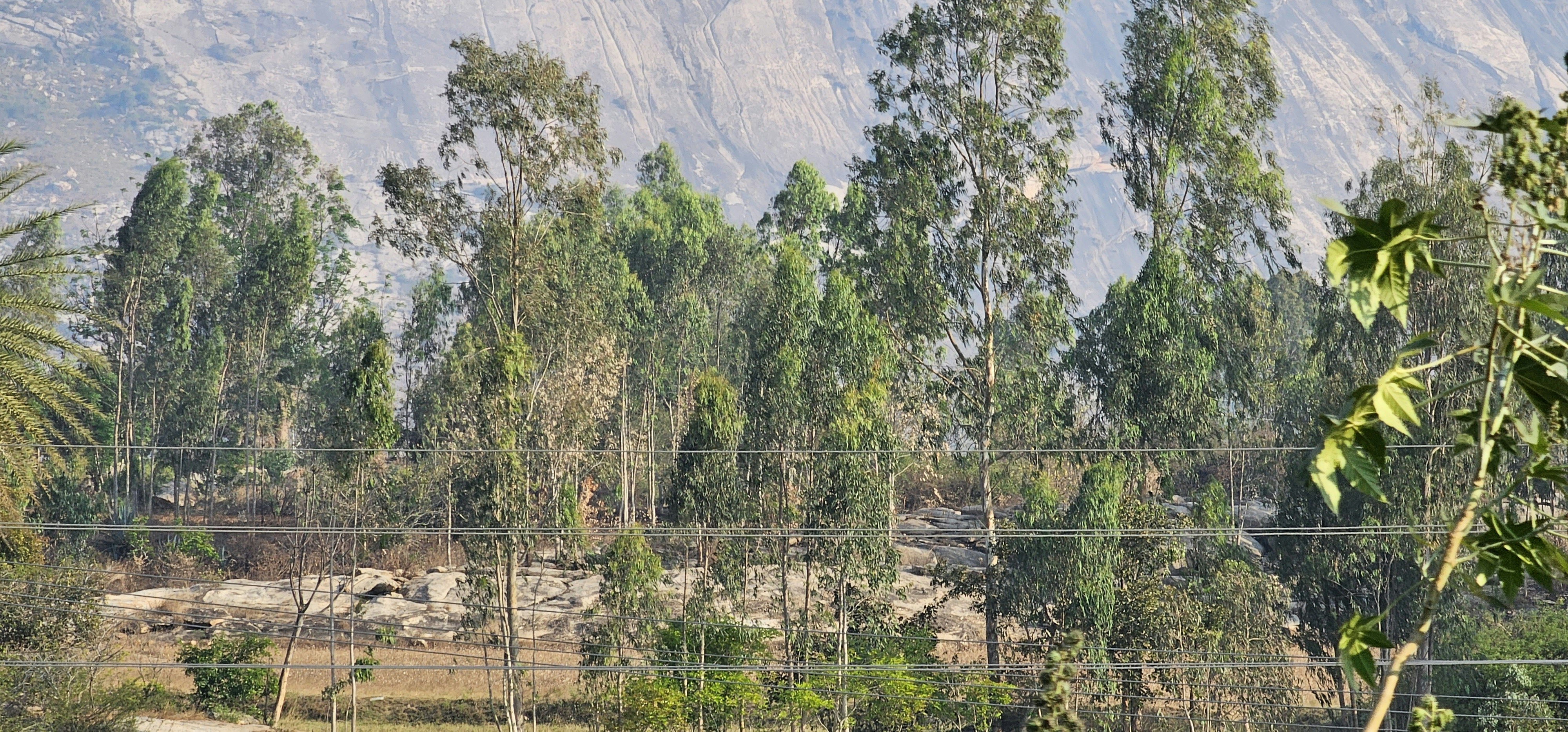 Green Ridge Railway: Distant Trees Framed by Linear Power Lines