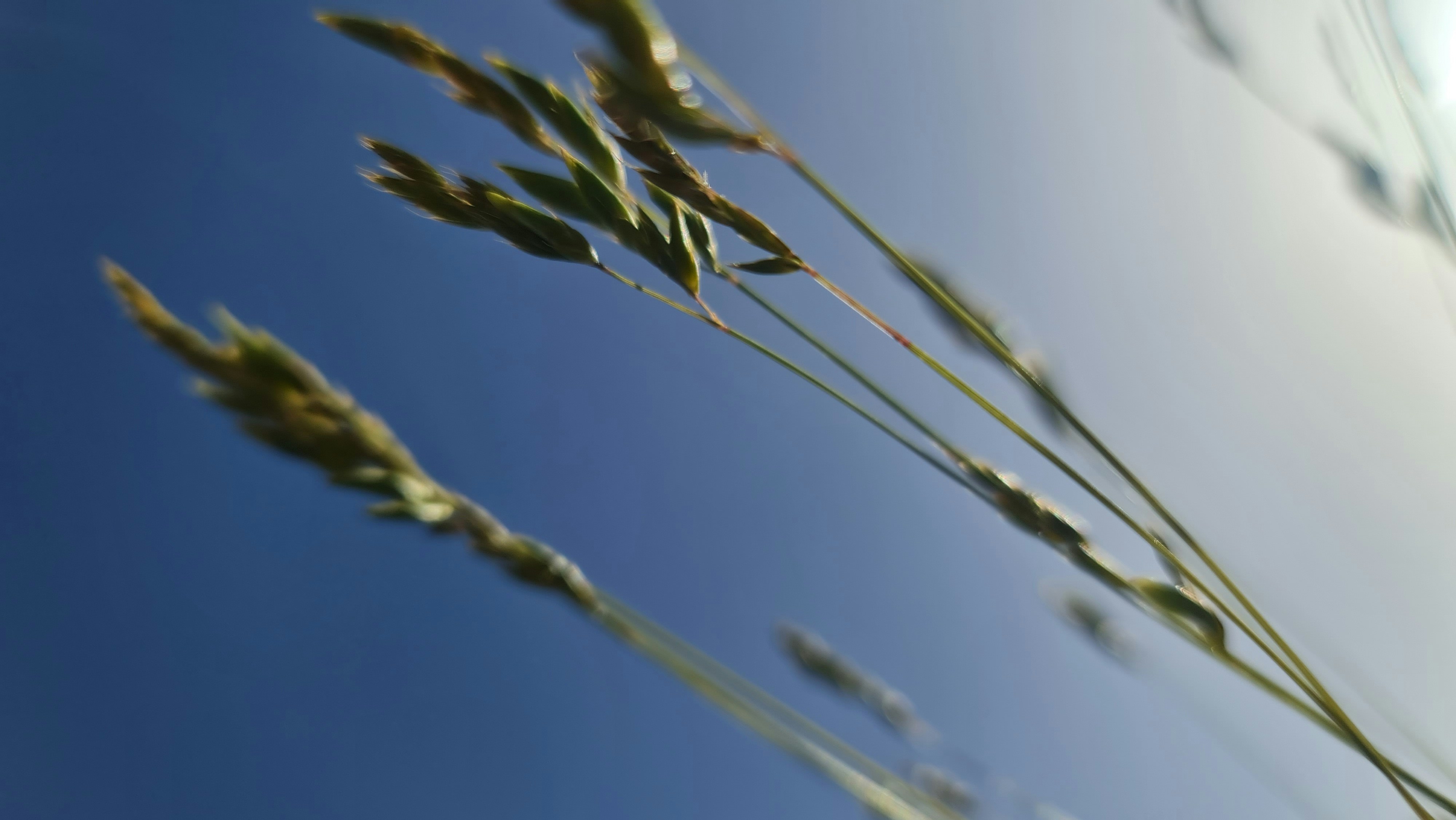 Skyward Grasses Under a Wide-Open Horizon