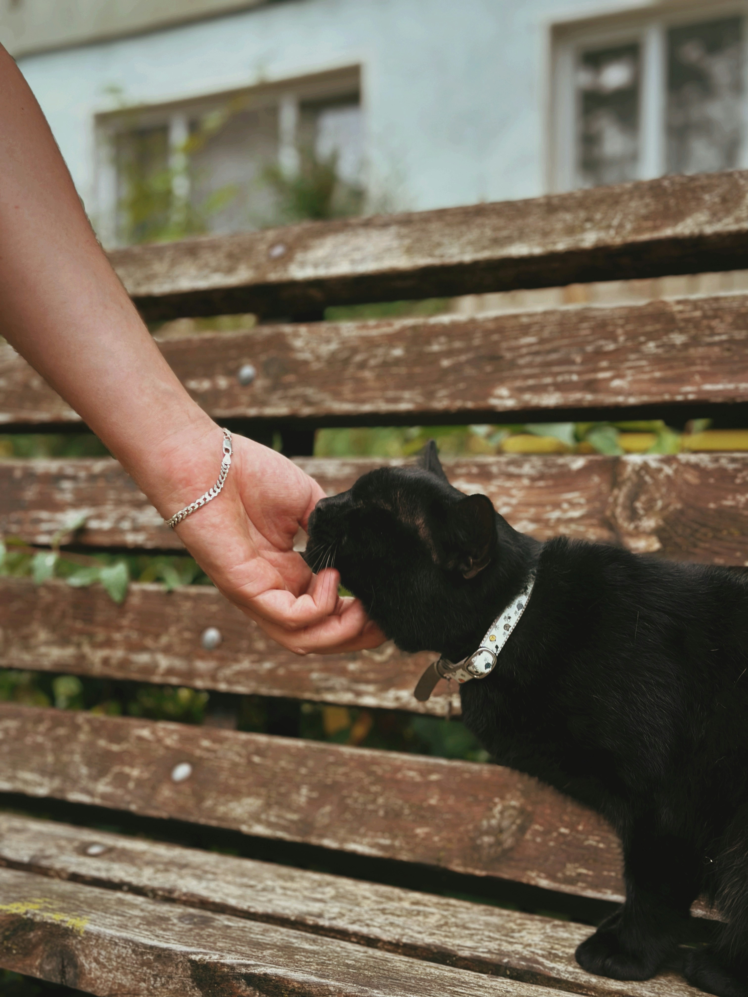 Petting A Cat Pictures | Download Free Images on Unsplash