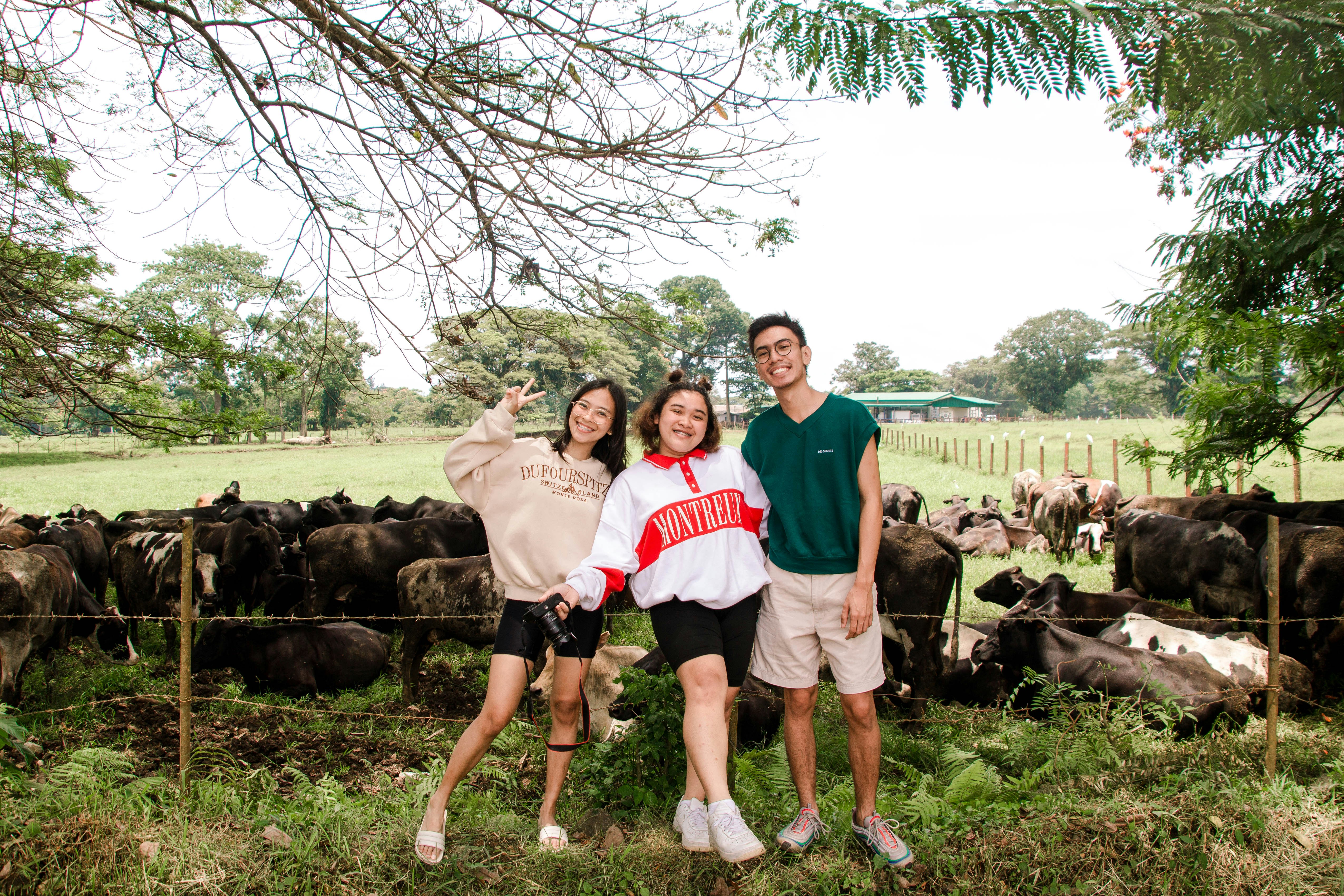 Pasture Portrait: Three Friends Amid a Grazing Herd at the Fence