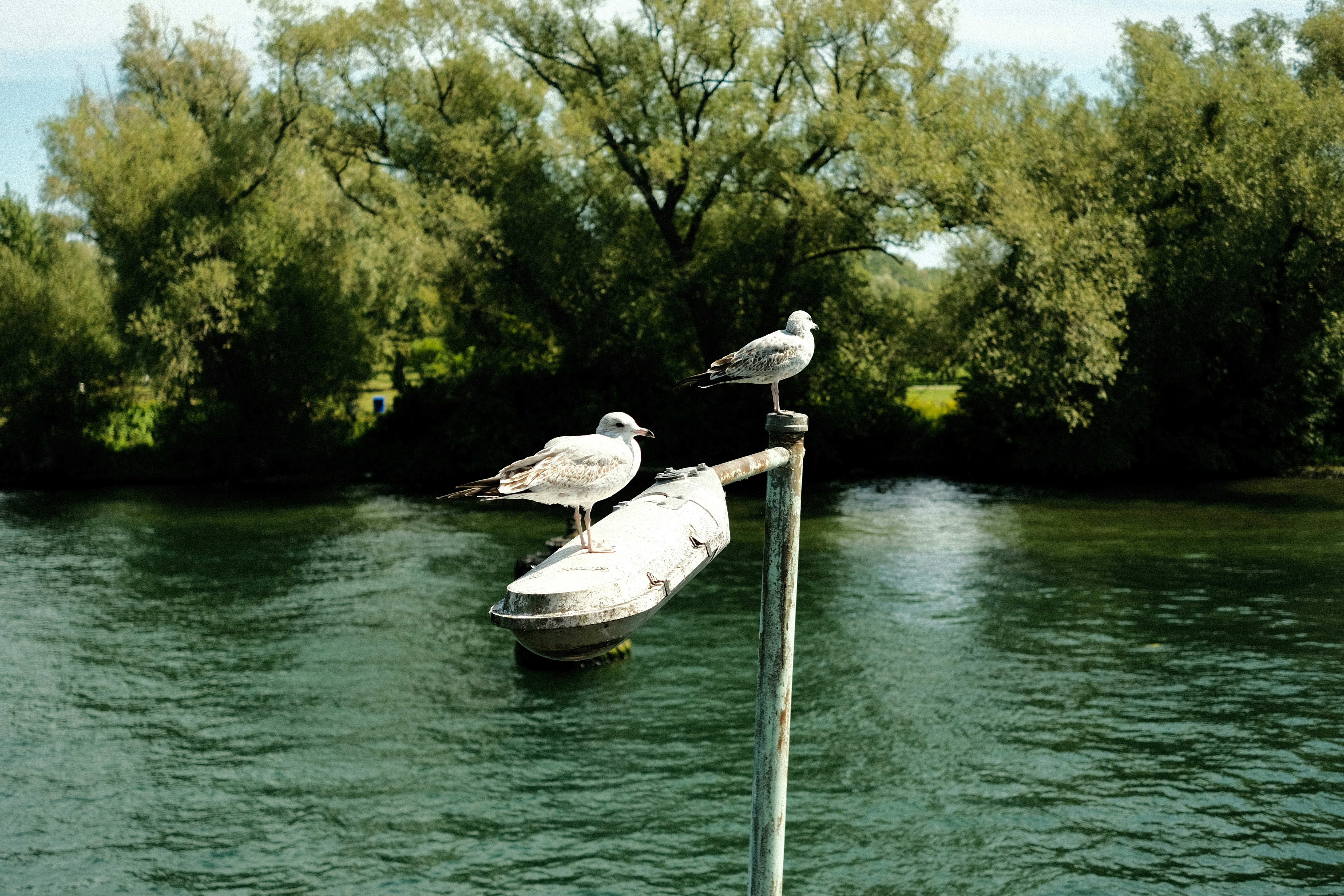 Three Seagulls on a Pier Anchor the Quiet River
