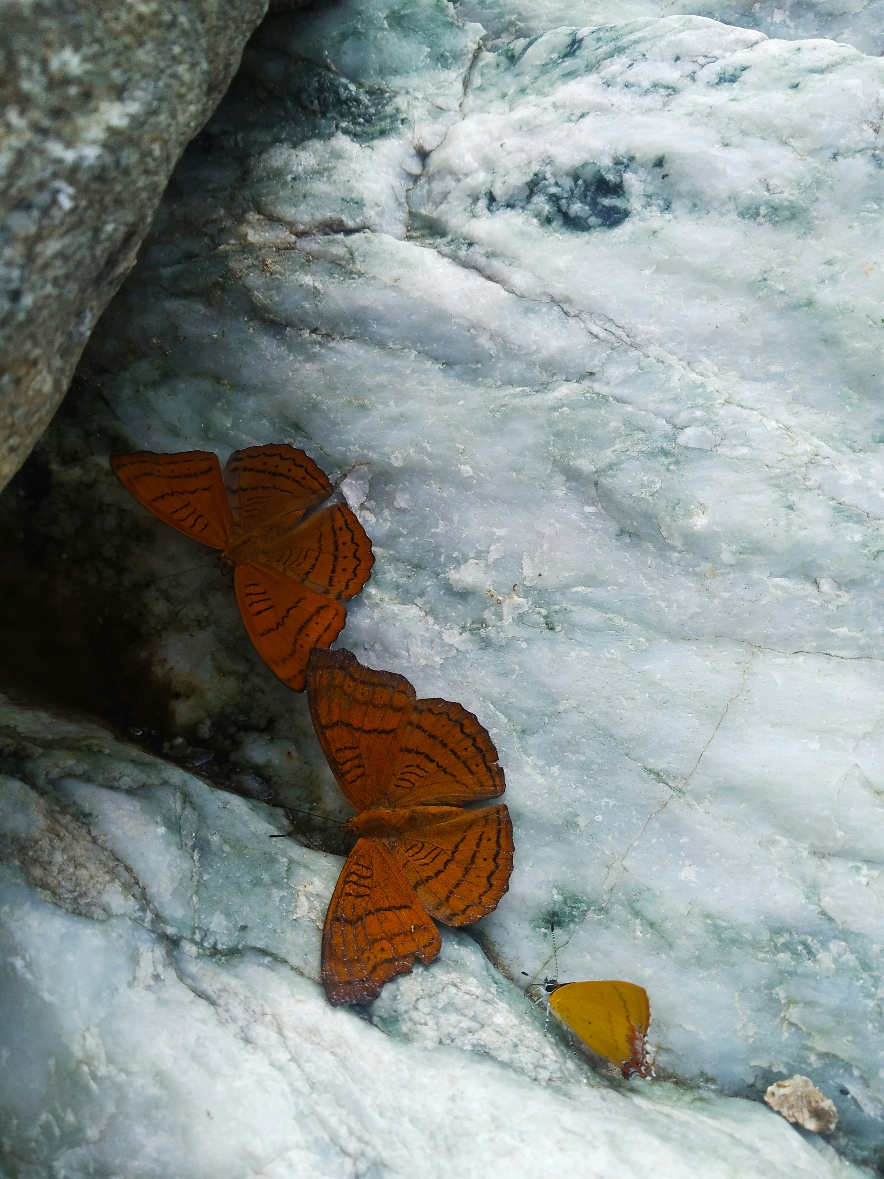 Close-up photograph of orange butterflies perched along a crevice in pale blue ice; the scene emphasizes wing patterns against the icy surface.