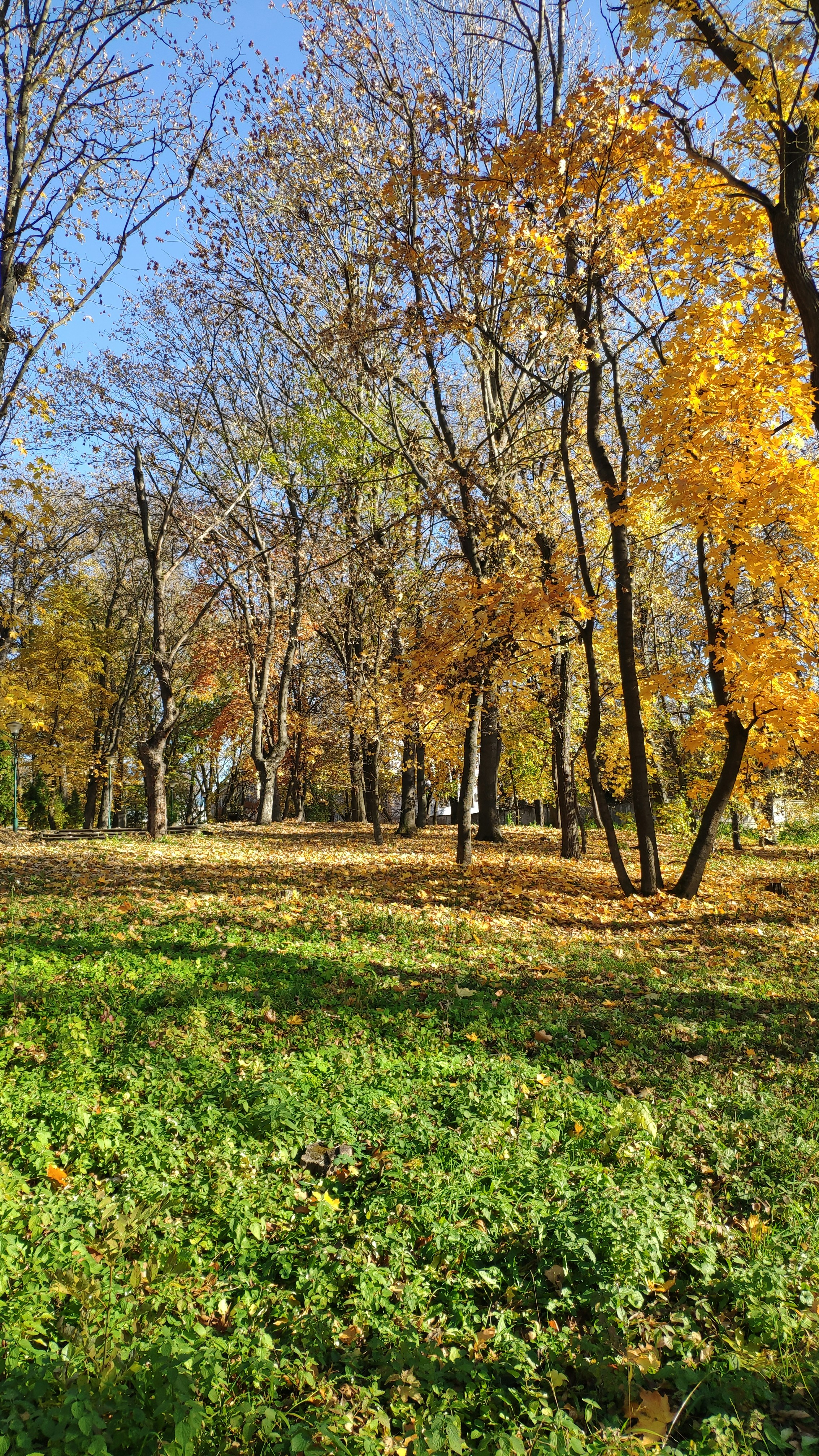 Sunlit Gold Canopy: Autumn Grove in a Quiet Park