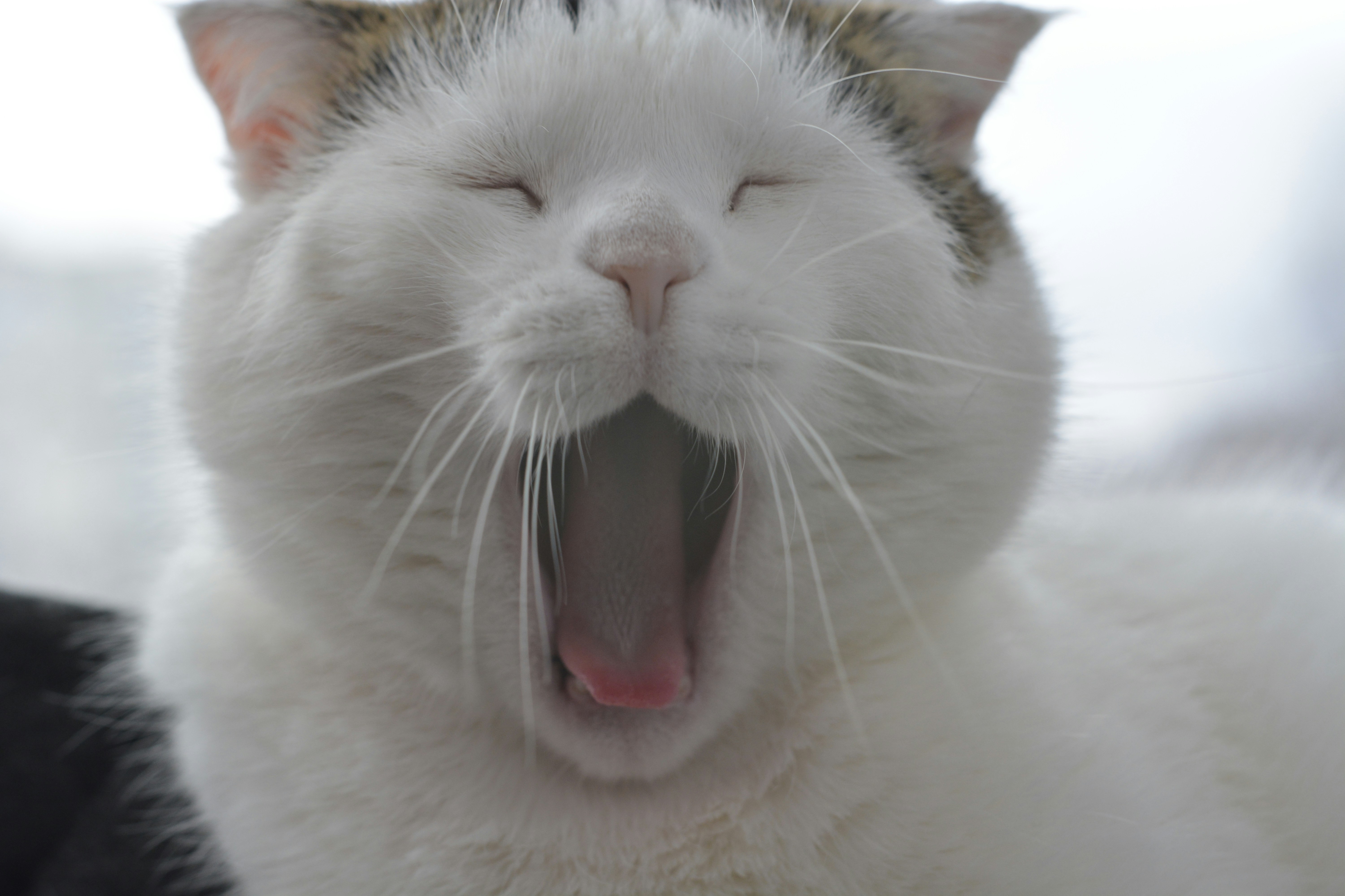 A white cat yawning with its mouth open photo – Free Cat Image on Unsplash