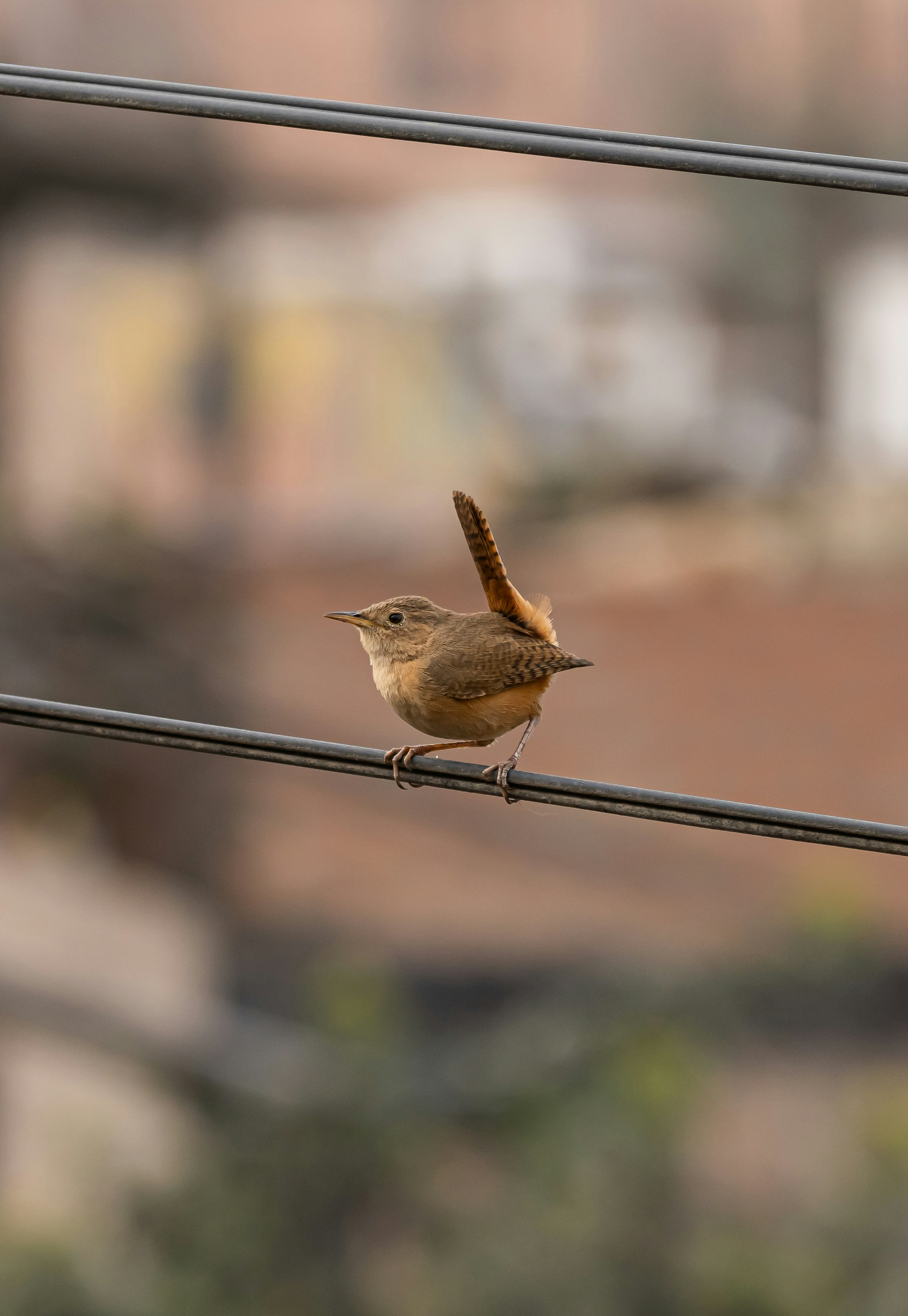 A small brown songbird perches on a wire against a softly blurred urban backdrop. The scene highlights the bird as the focal point.