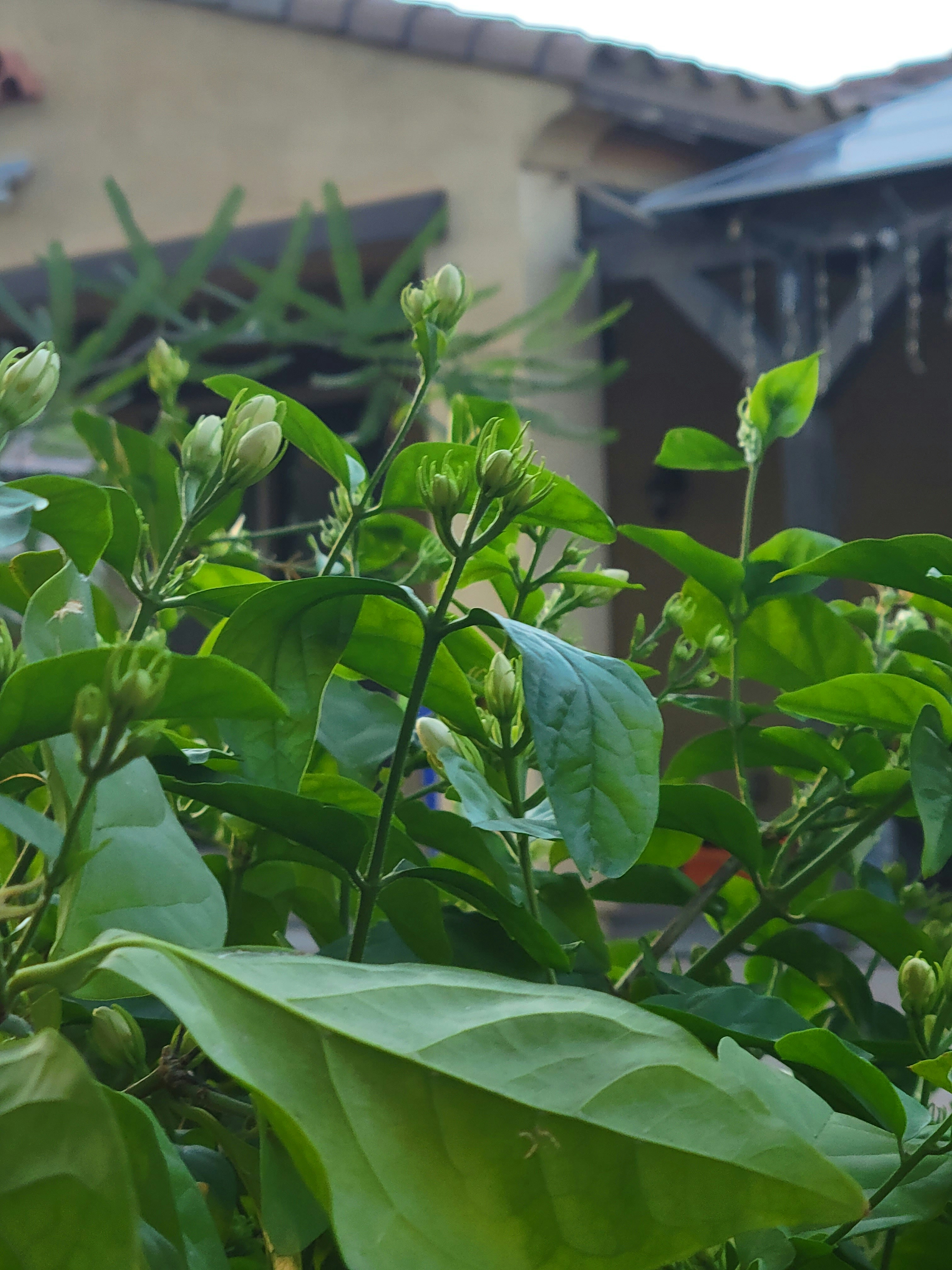Emerald Leaves in a Quiet Garden: Buds Ready to Bloom