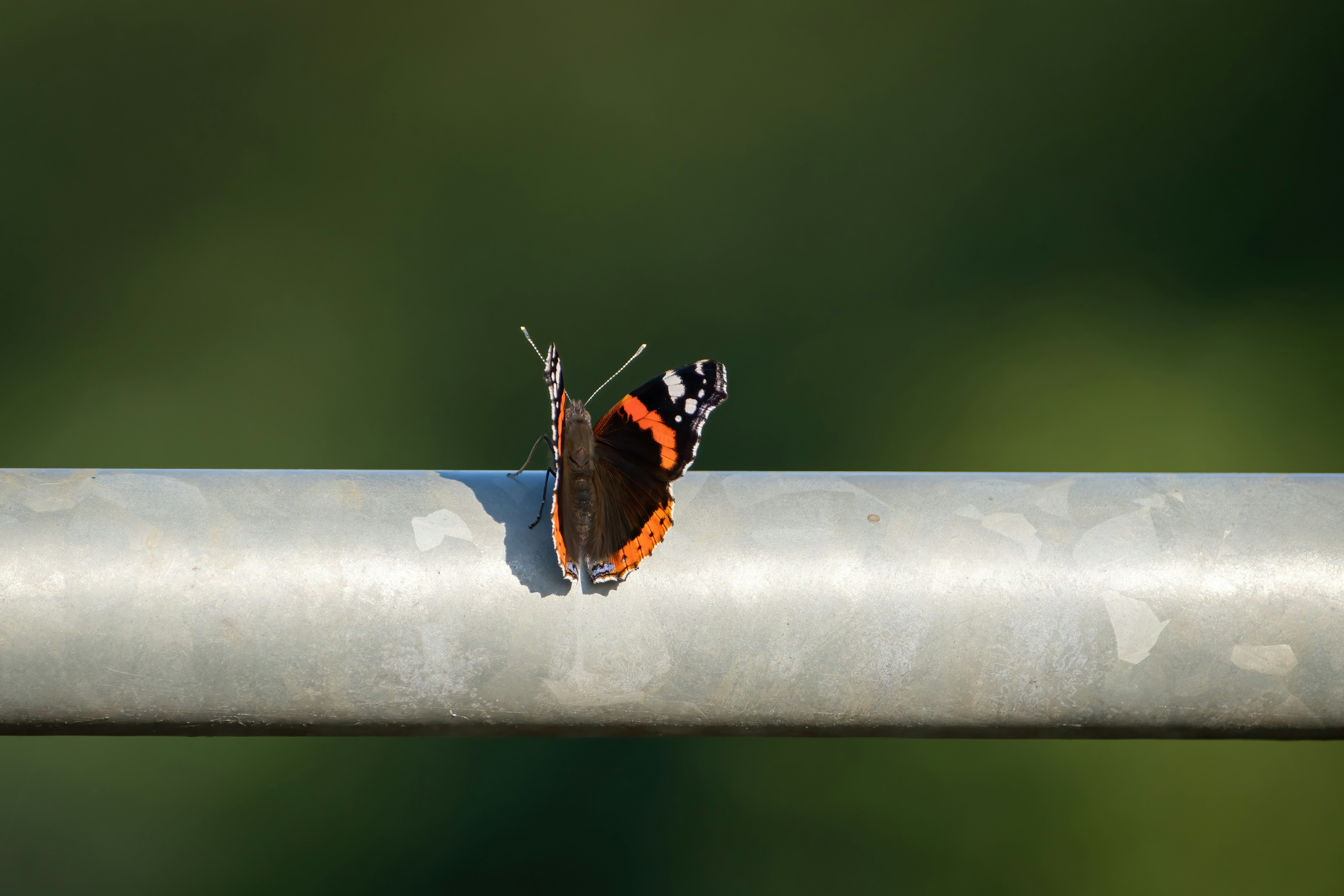 Red Admiral on a steel rail: a quiet moment in afternoon light