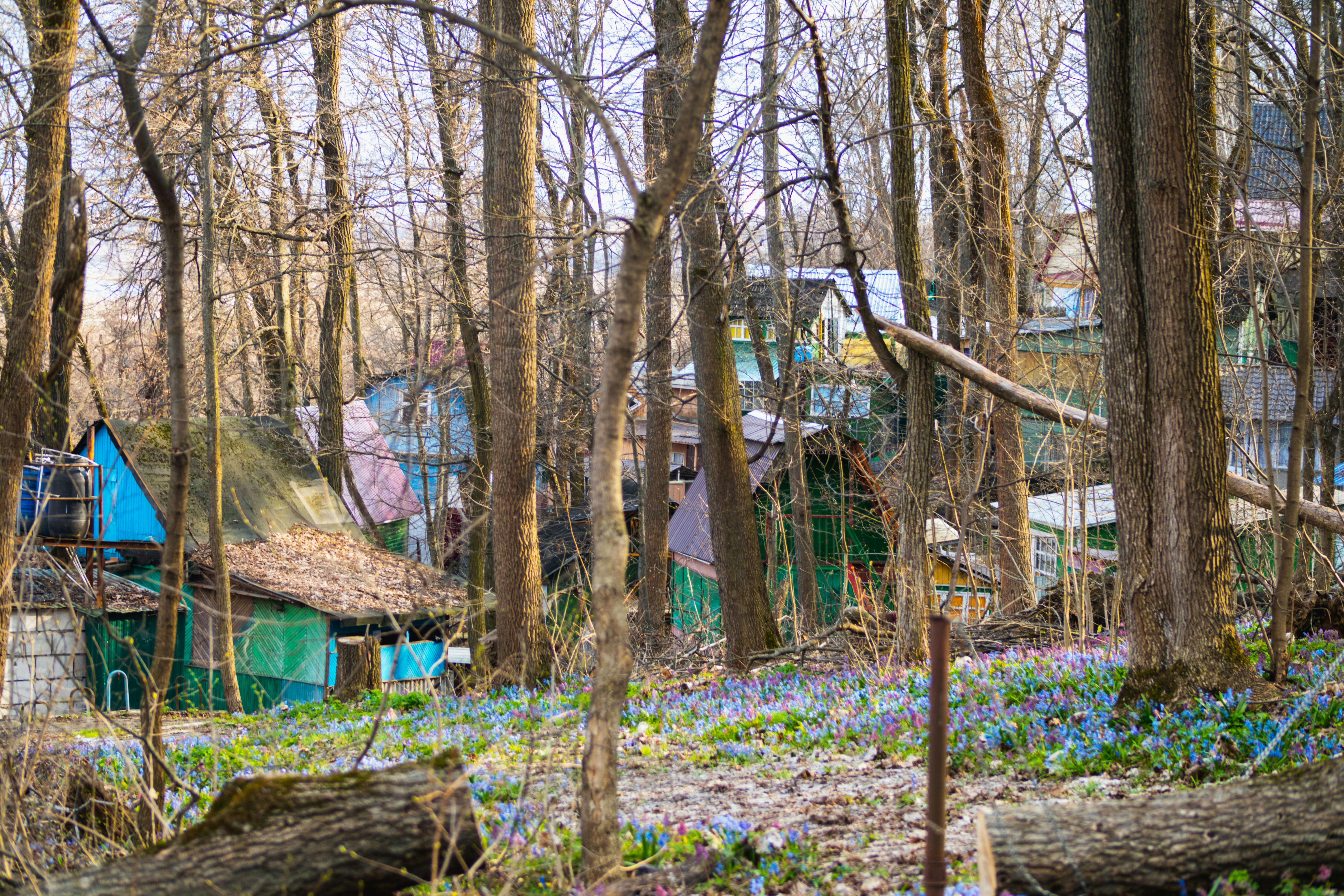 A bunch of houses that are in the woods photo – Free Outdoors Image on ...