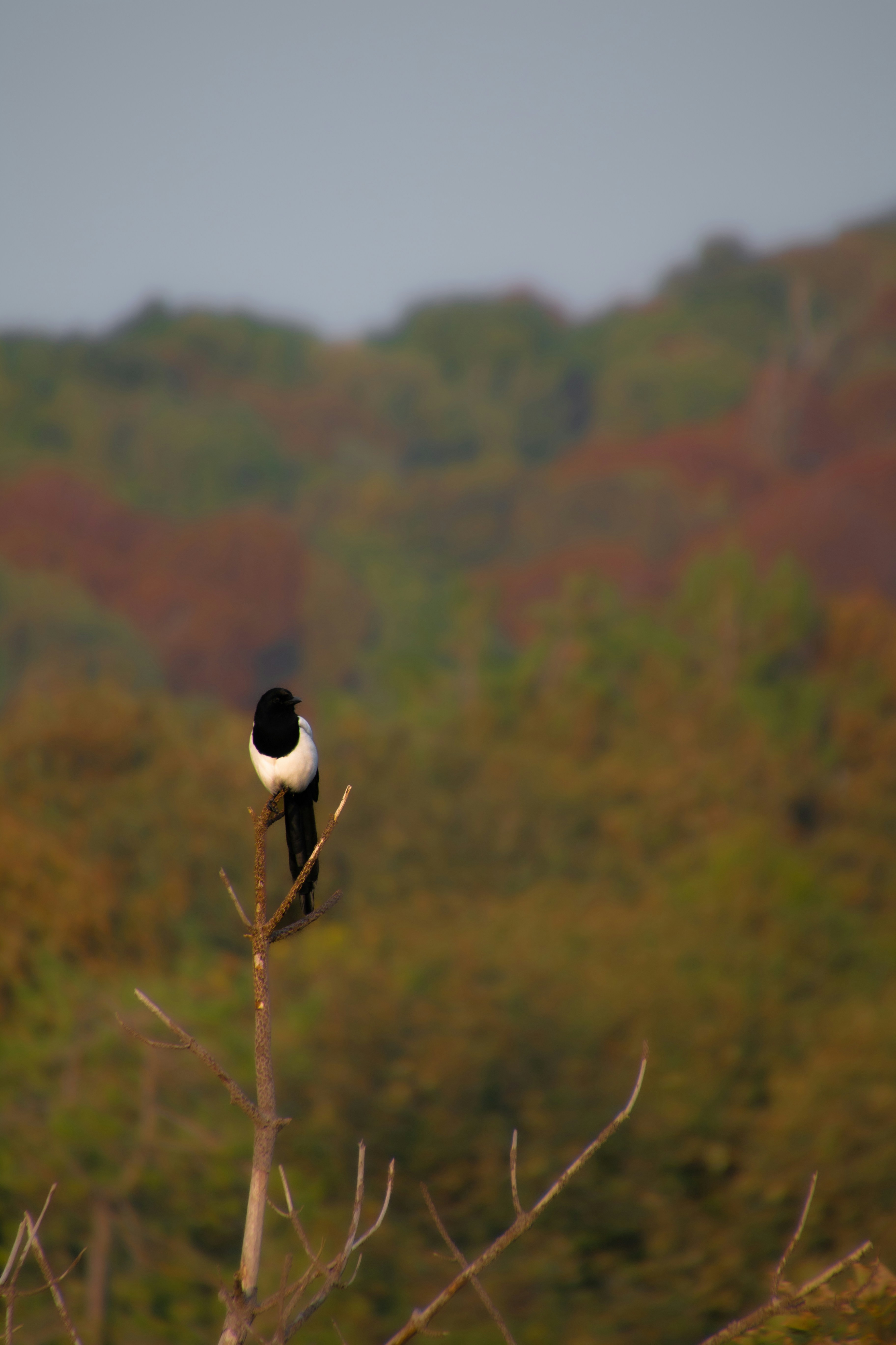 Pied Sentinel on a Bare Twig Against Autumn's Color Mosaic