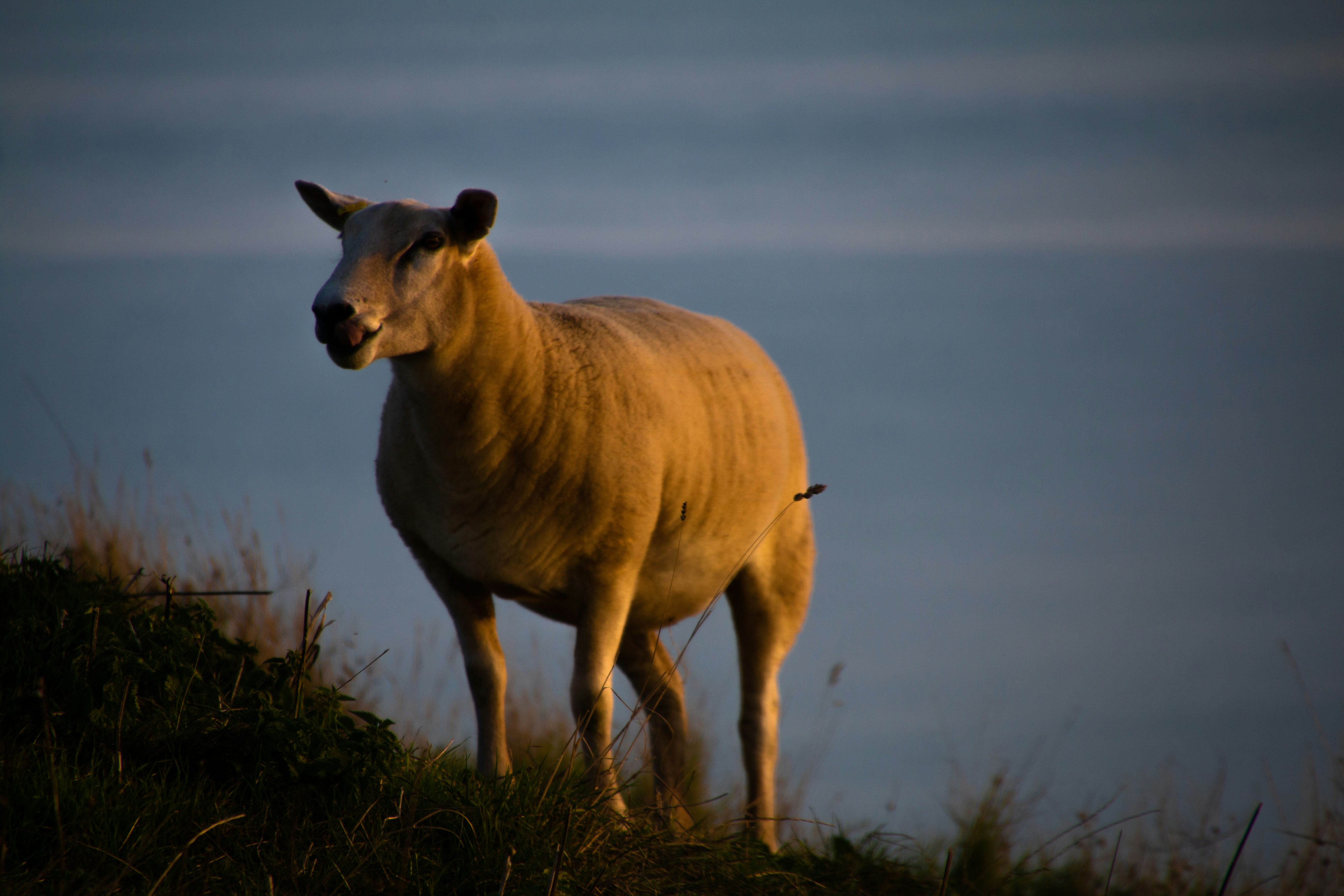Sheep standing on a grassy hill with a soft blue ocean backdrop at sunset.