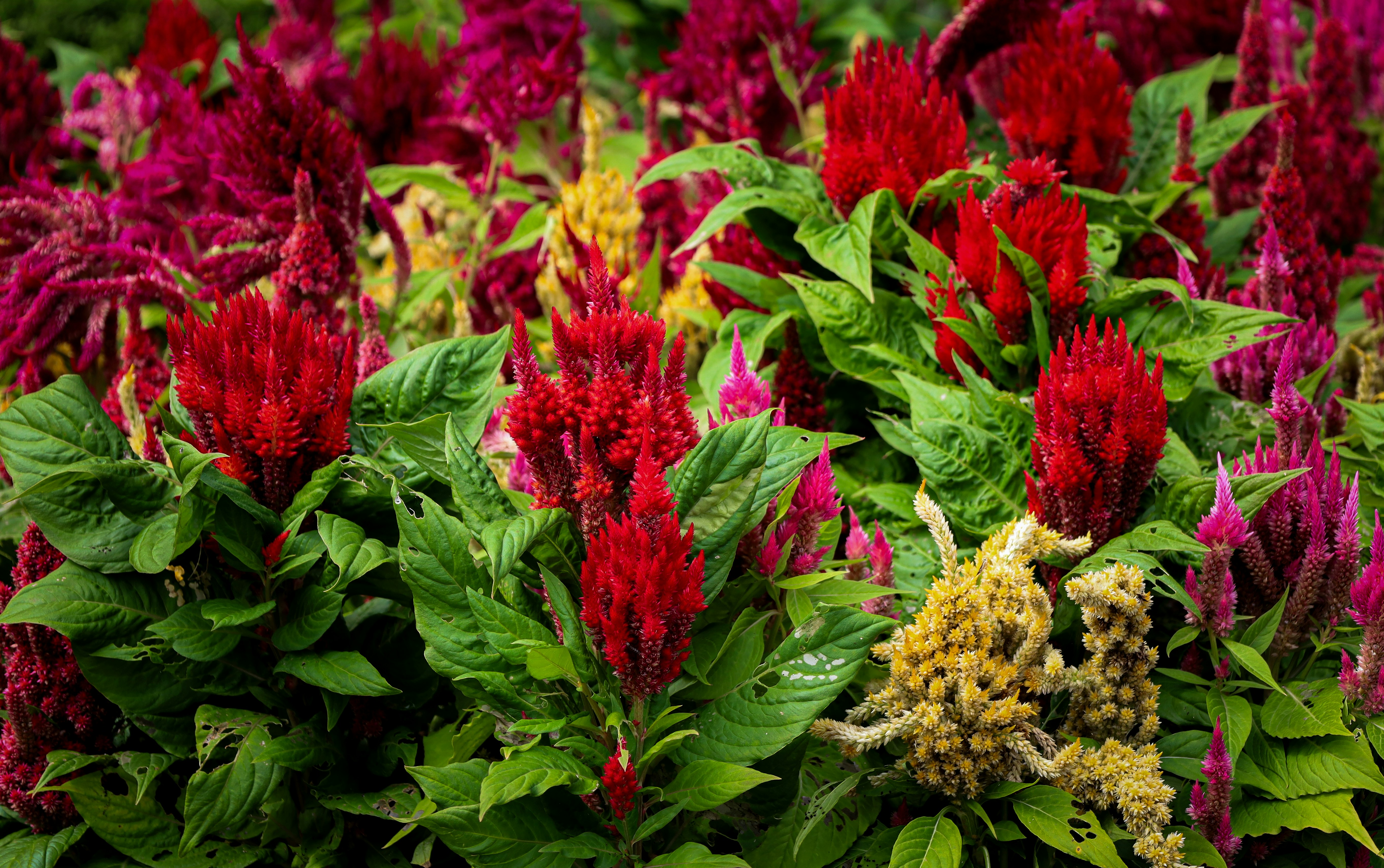 Crimson and Golden Spike Field