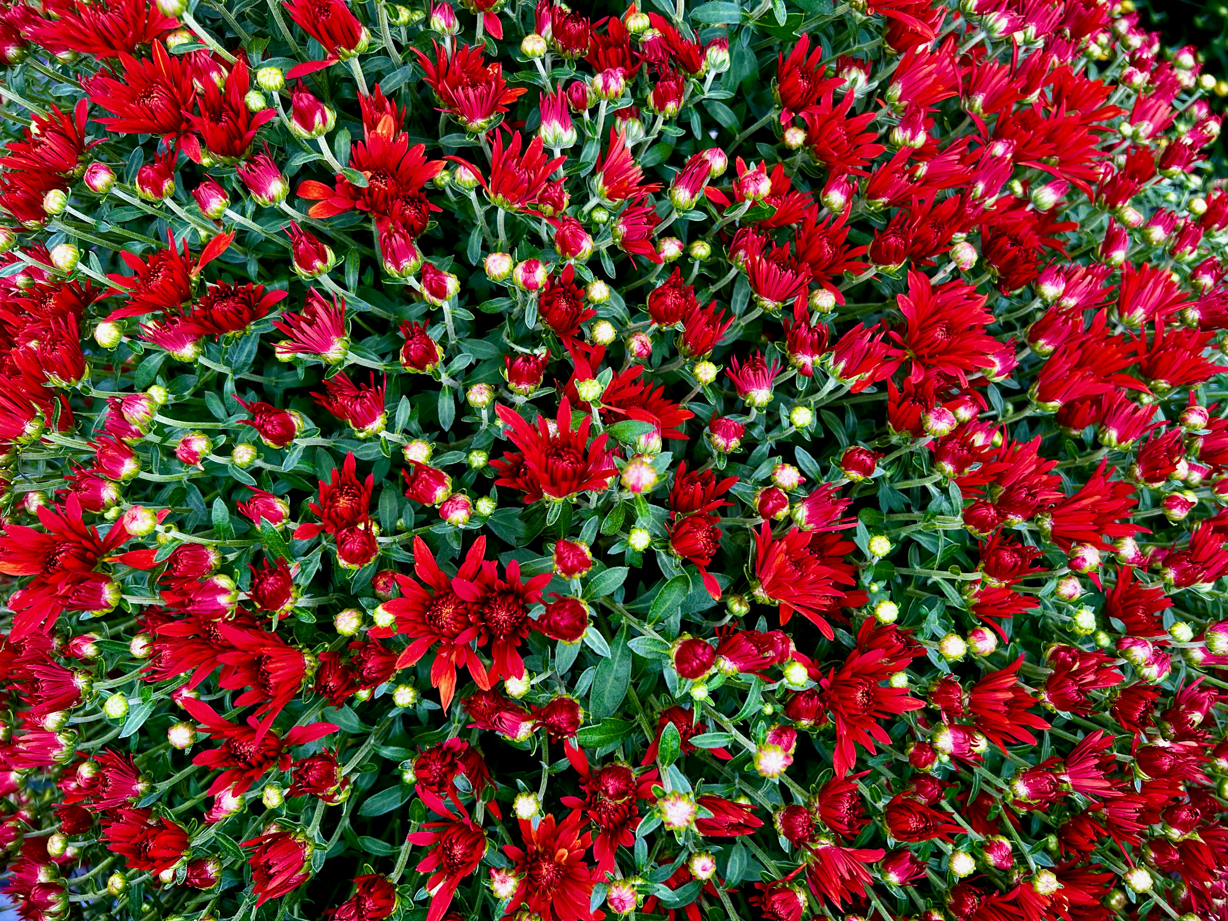Crimson Petal Mosaic: An Intimate Close-Up of Red Blossoms Amid Emerald Foliage