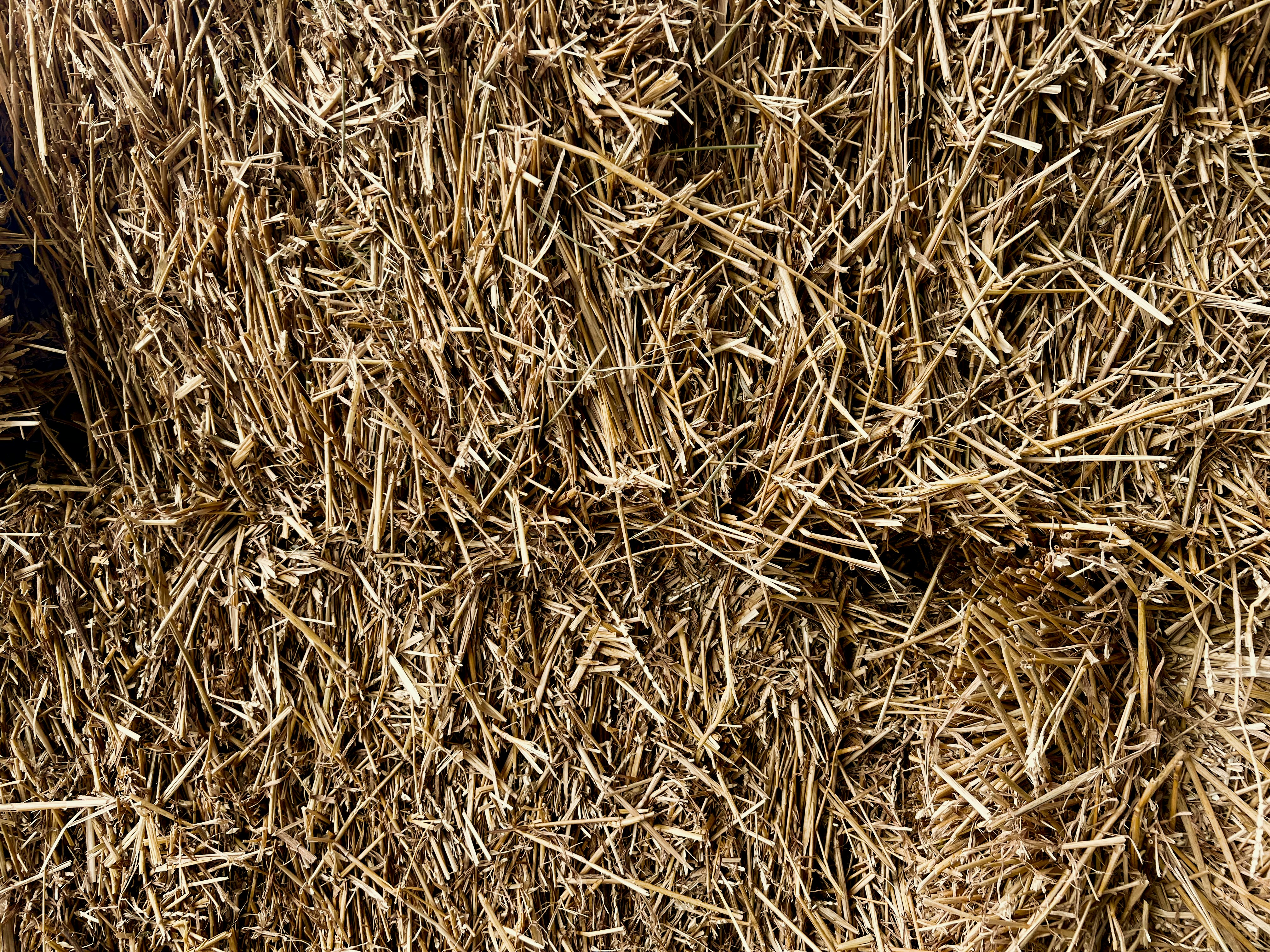 A close up of a pile of hay photo – Free Halloween Image on Unsplash