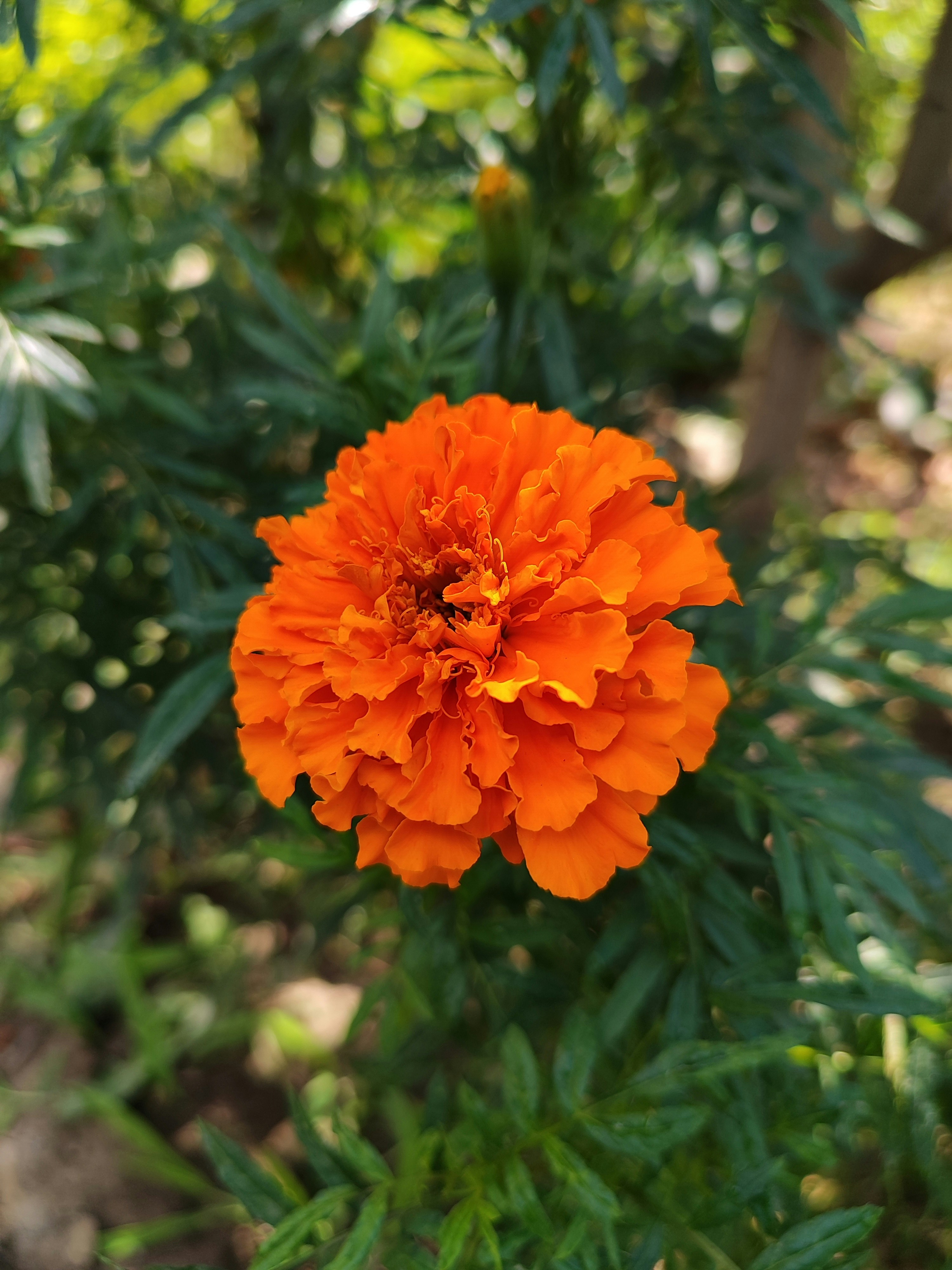 Photo by Anna Evans with Xiaomi Poco X5 Pro