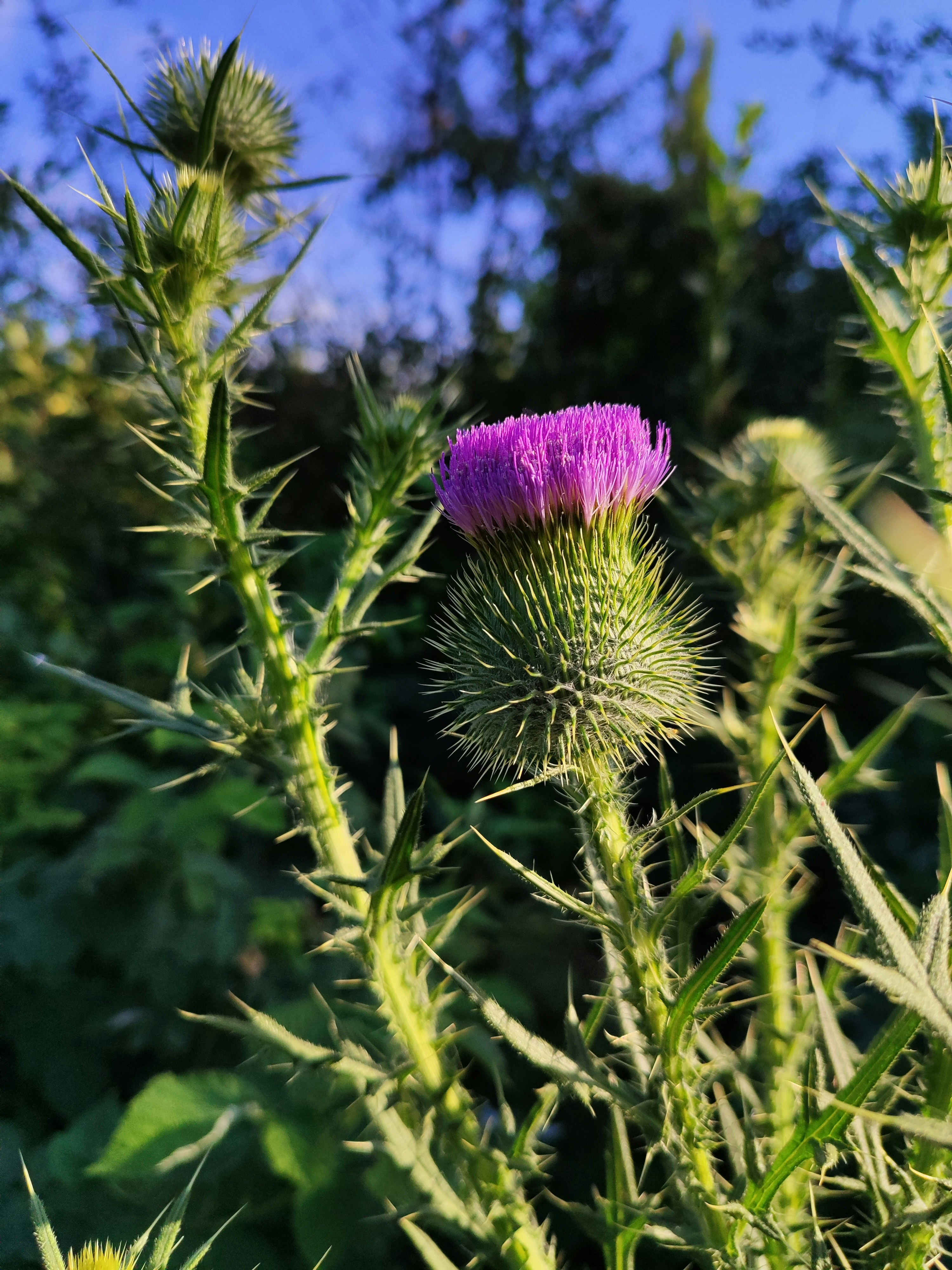Macro photograph of a purple thistle bud with spiky green stems against a blurred garden background.