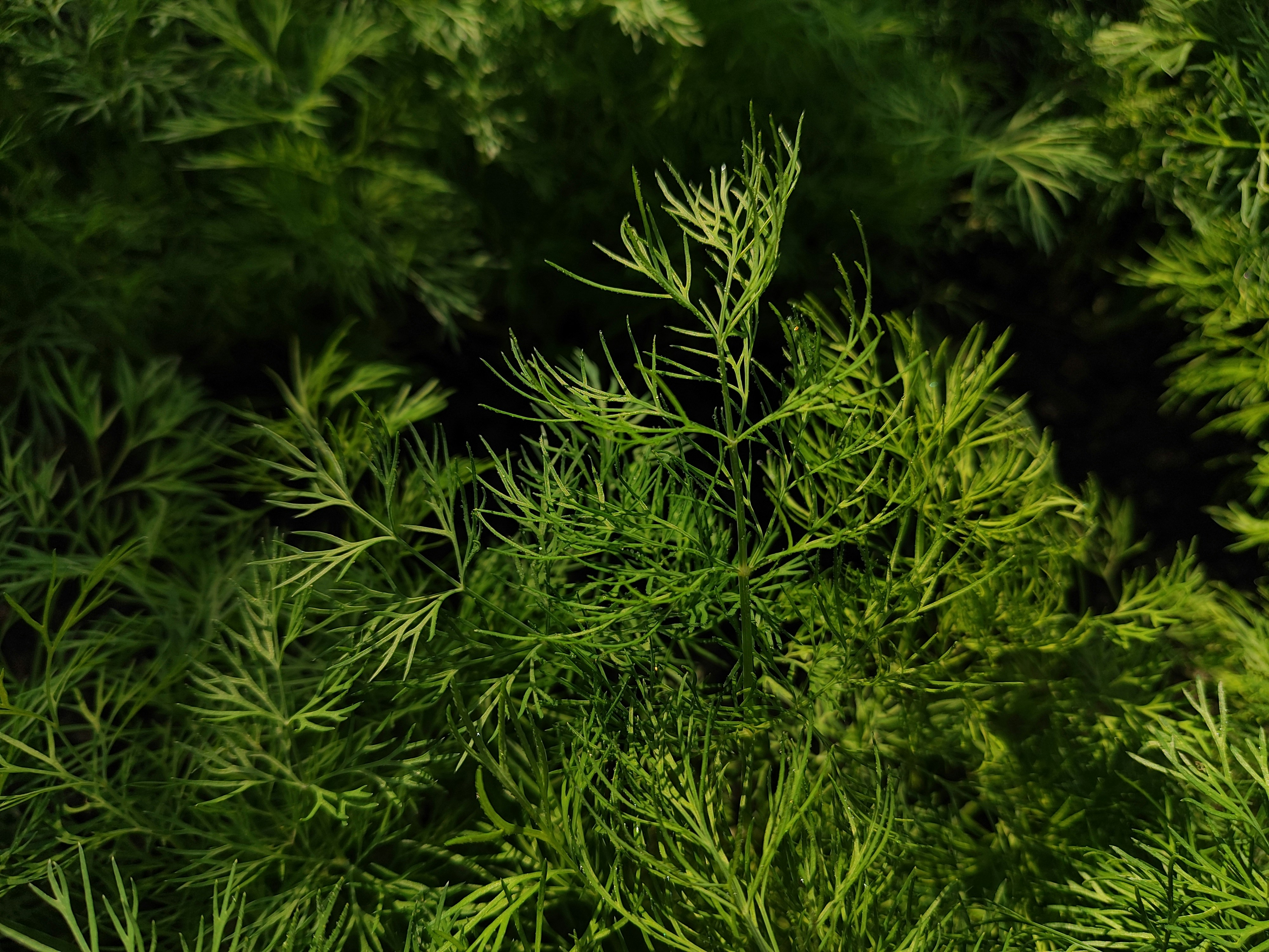 Photo by Anna Evans with Xiaomi Poco X5 Pro