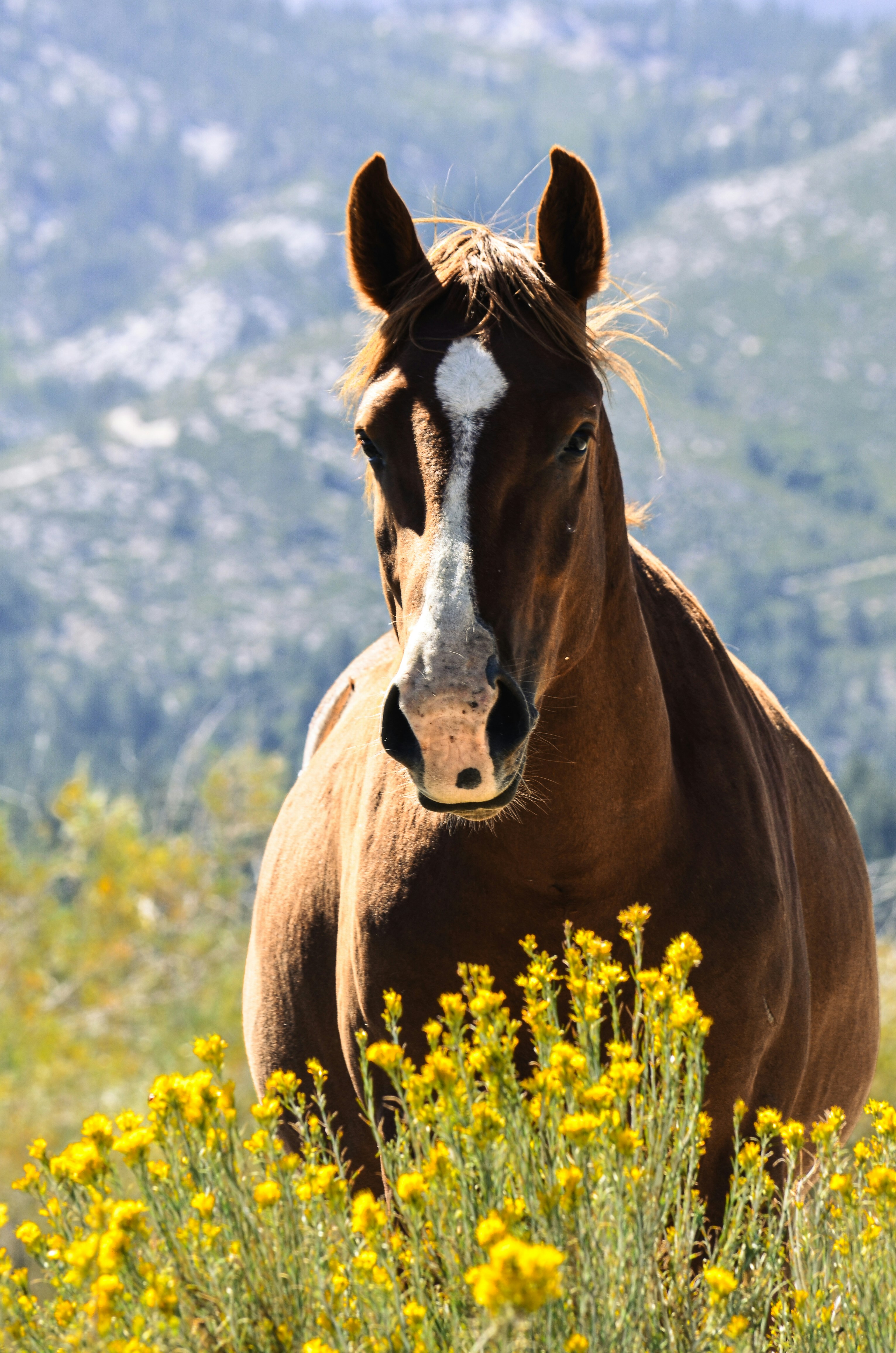 Sunlit Chestnut Portrait in a Meadow of Yellow Wildflowers