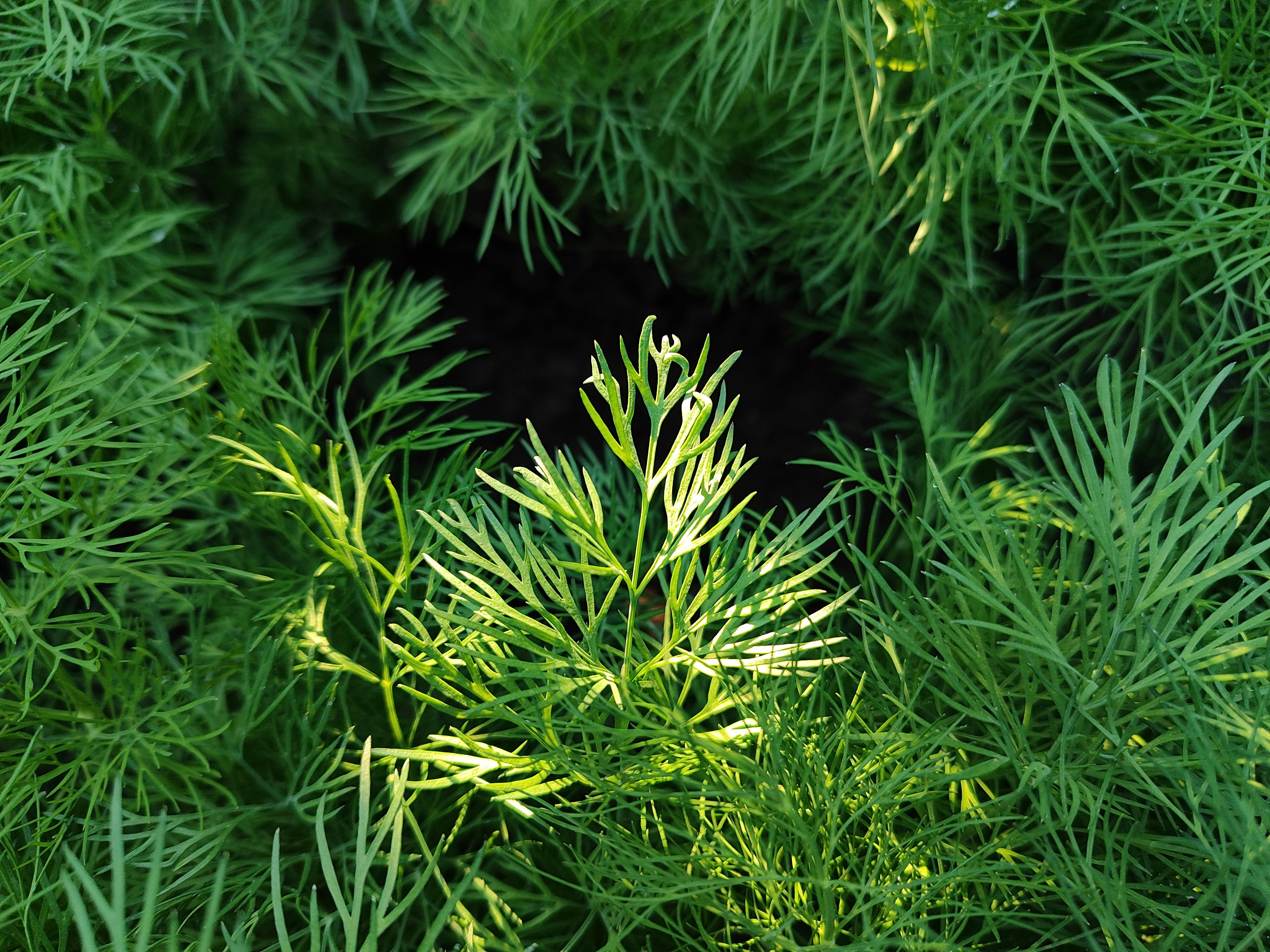 Close-up photograph of feathery green fronds with a sunlit central shoot, emphasizing texture and natural depth.