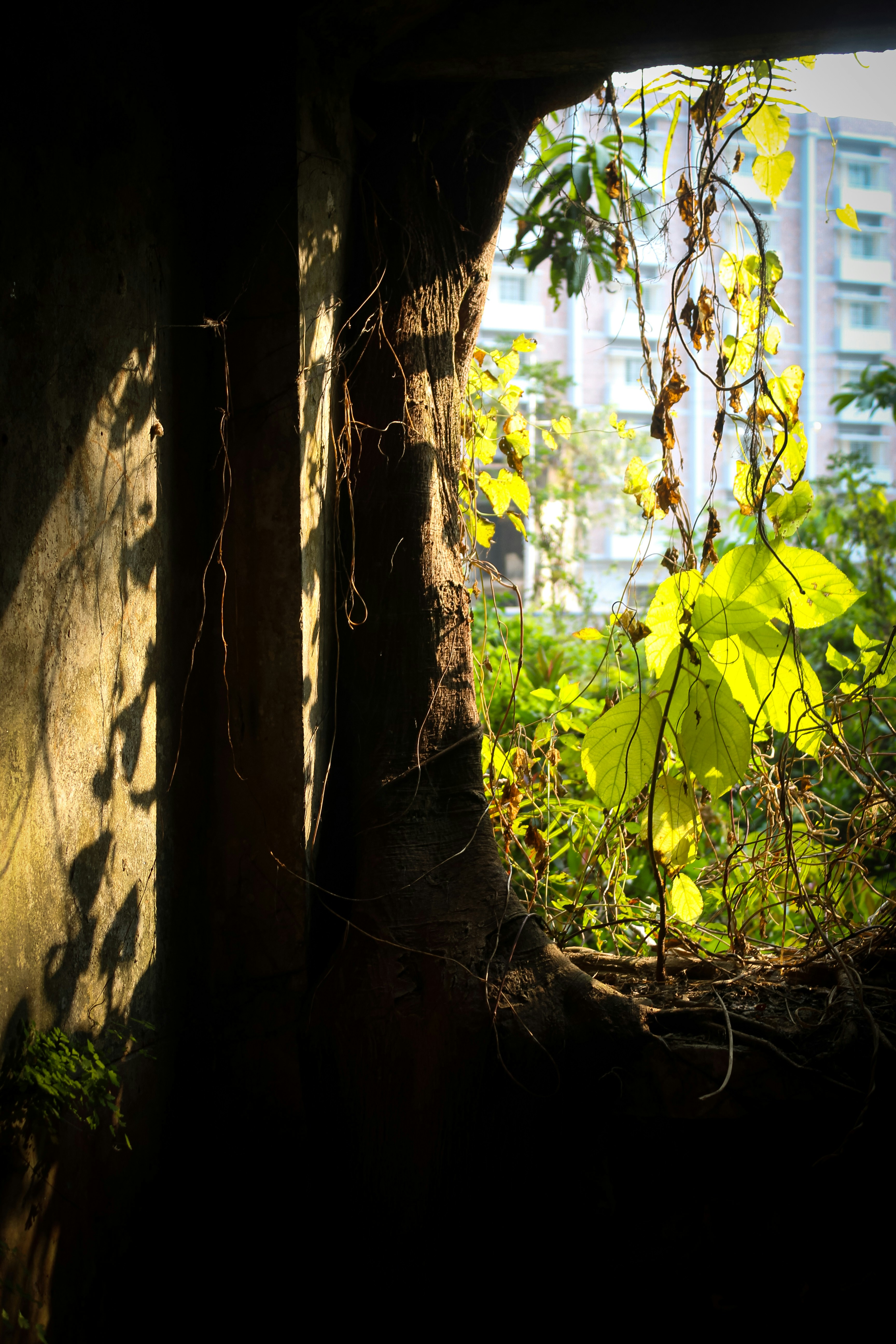 Sunlit Ivy Framing a Crumbling Window