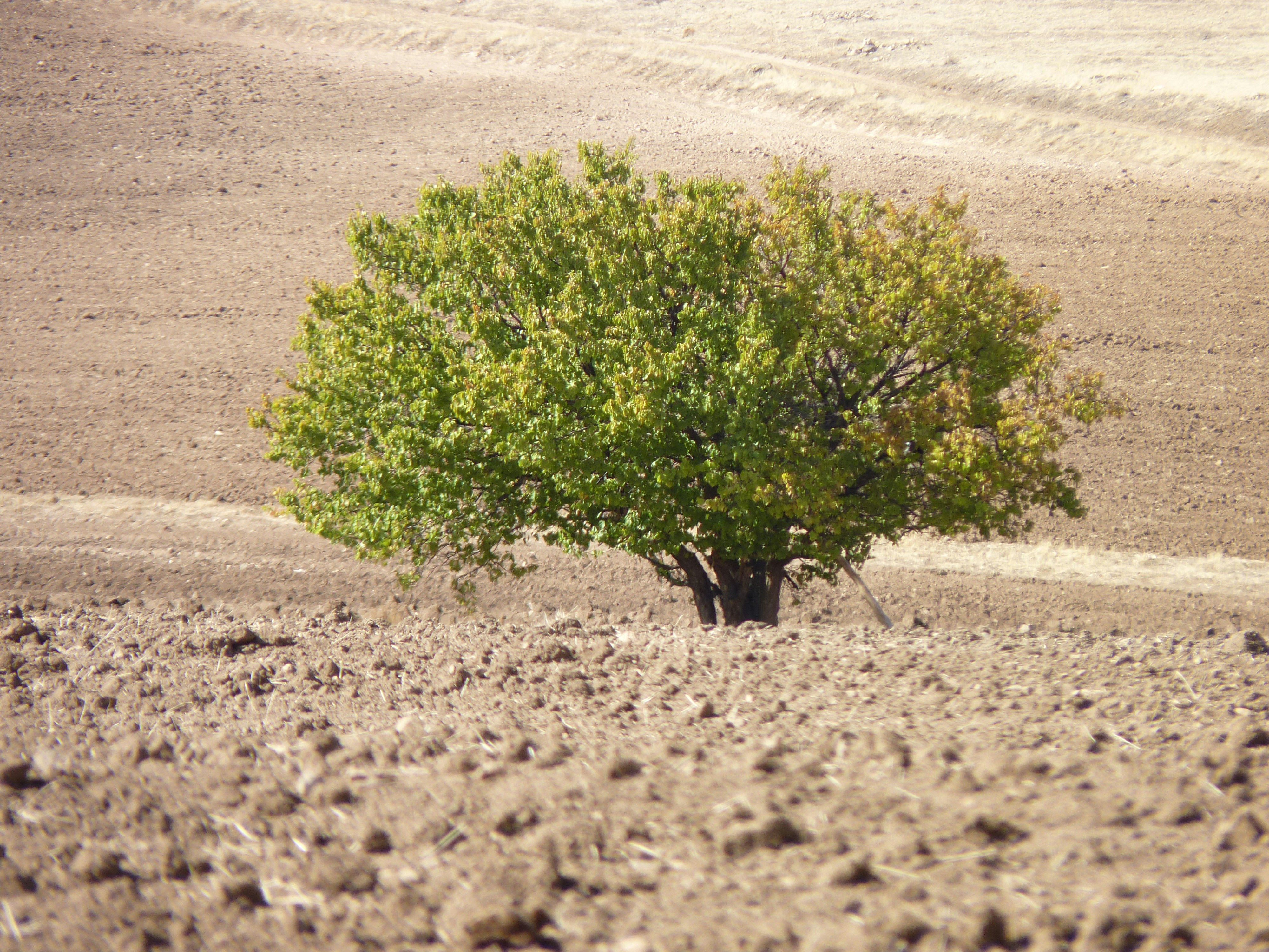 Lone green tree stands amidst a vast, dry landscape under soft, diffused light.