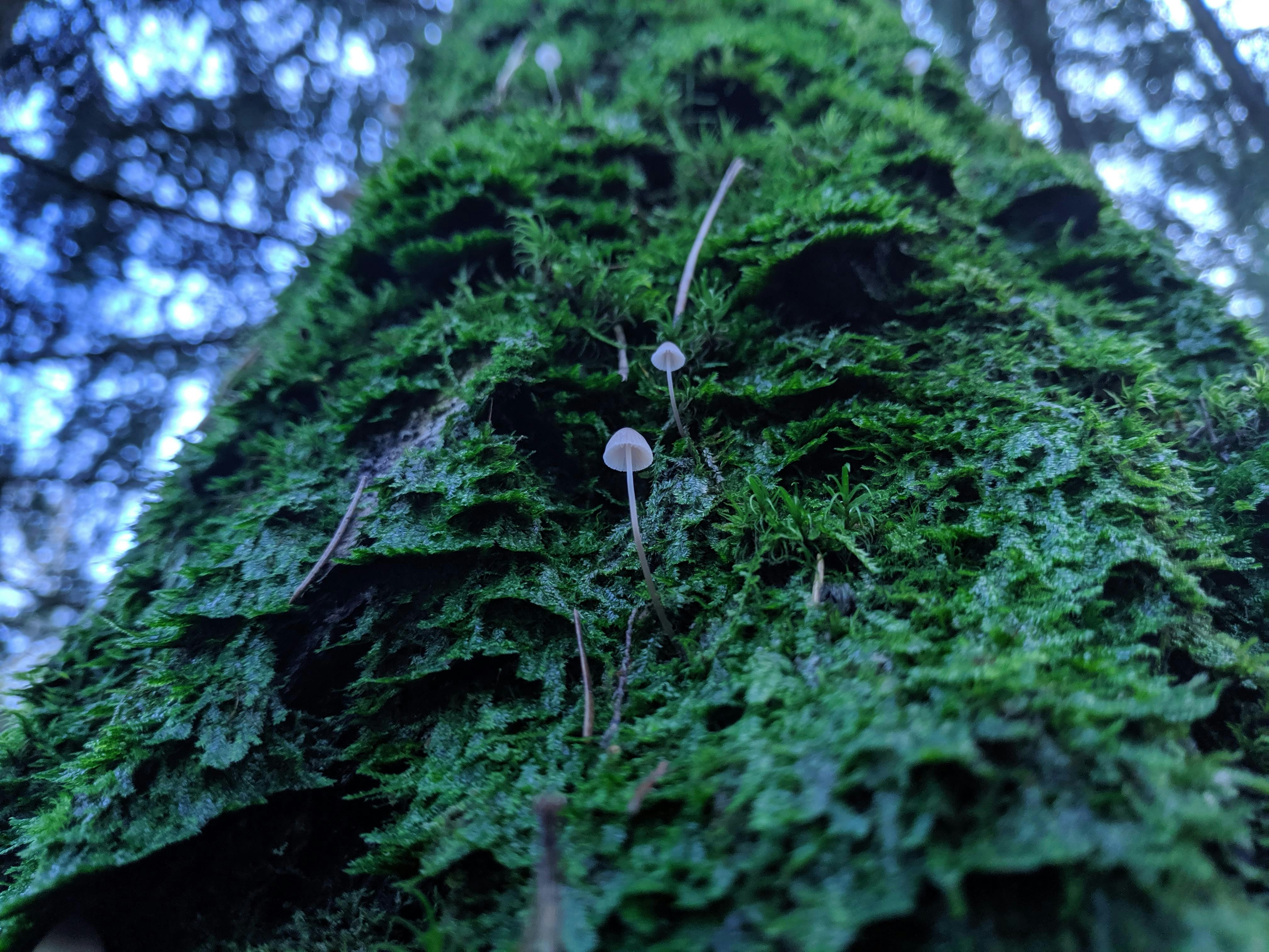 a mossy tree with mushrooms growing on it